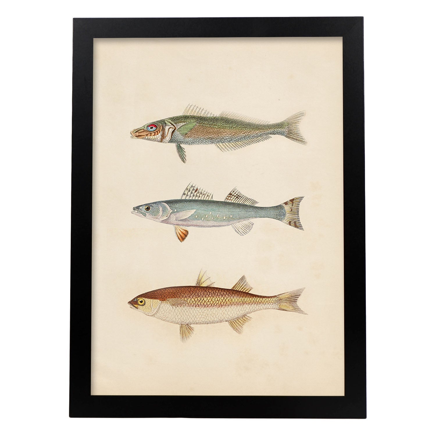 Trois Poissons, Poissons Bleus Et Bruns, Fond De Papier Vintage. Sans ...