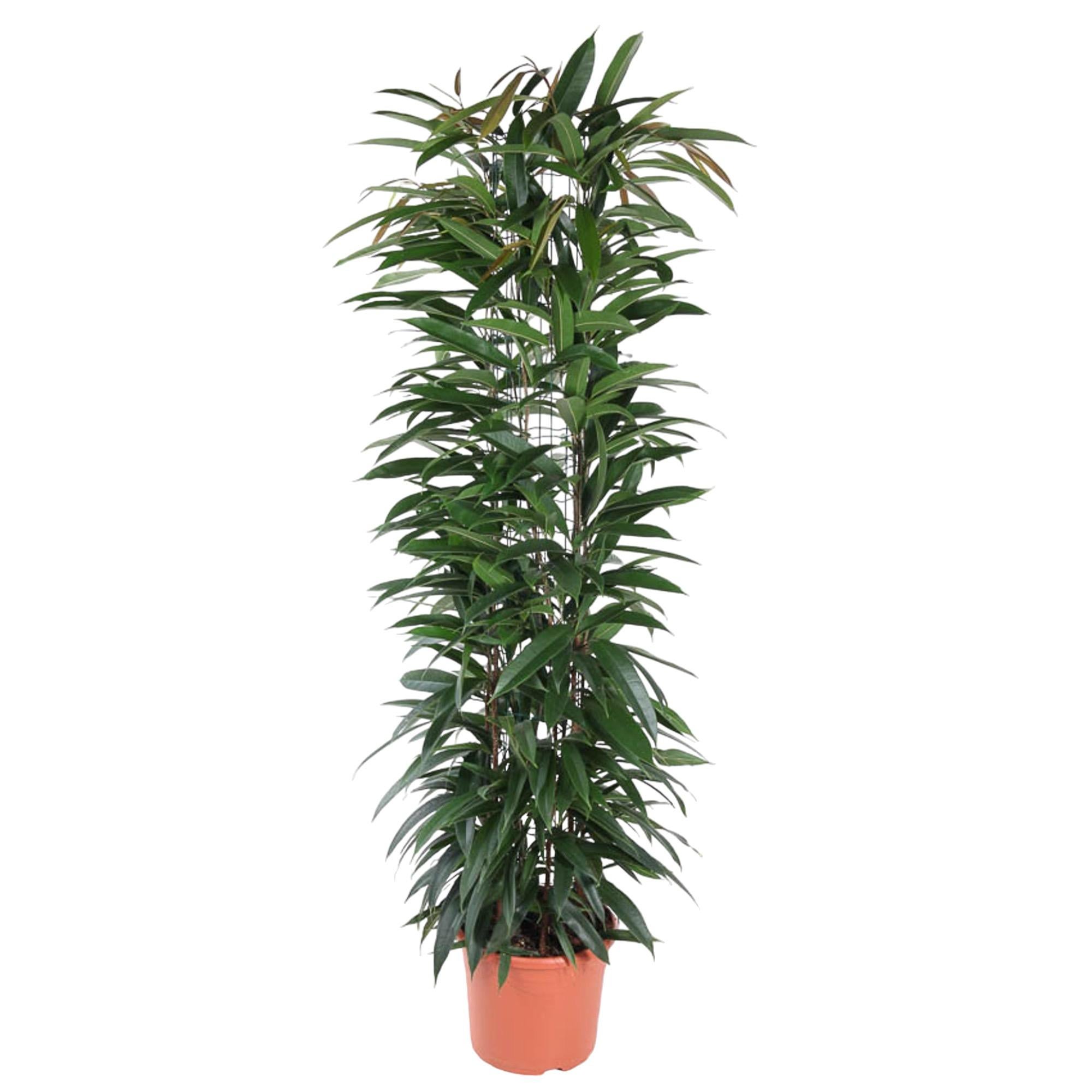 Planta Ficus Alii King columna – 150 cm – Ø29 cm– MOSELOTA Green ...