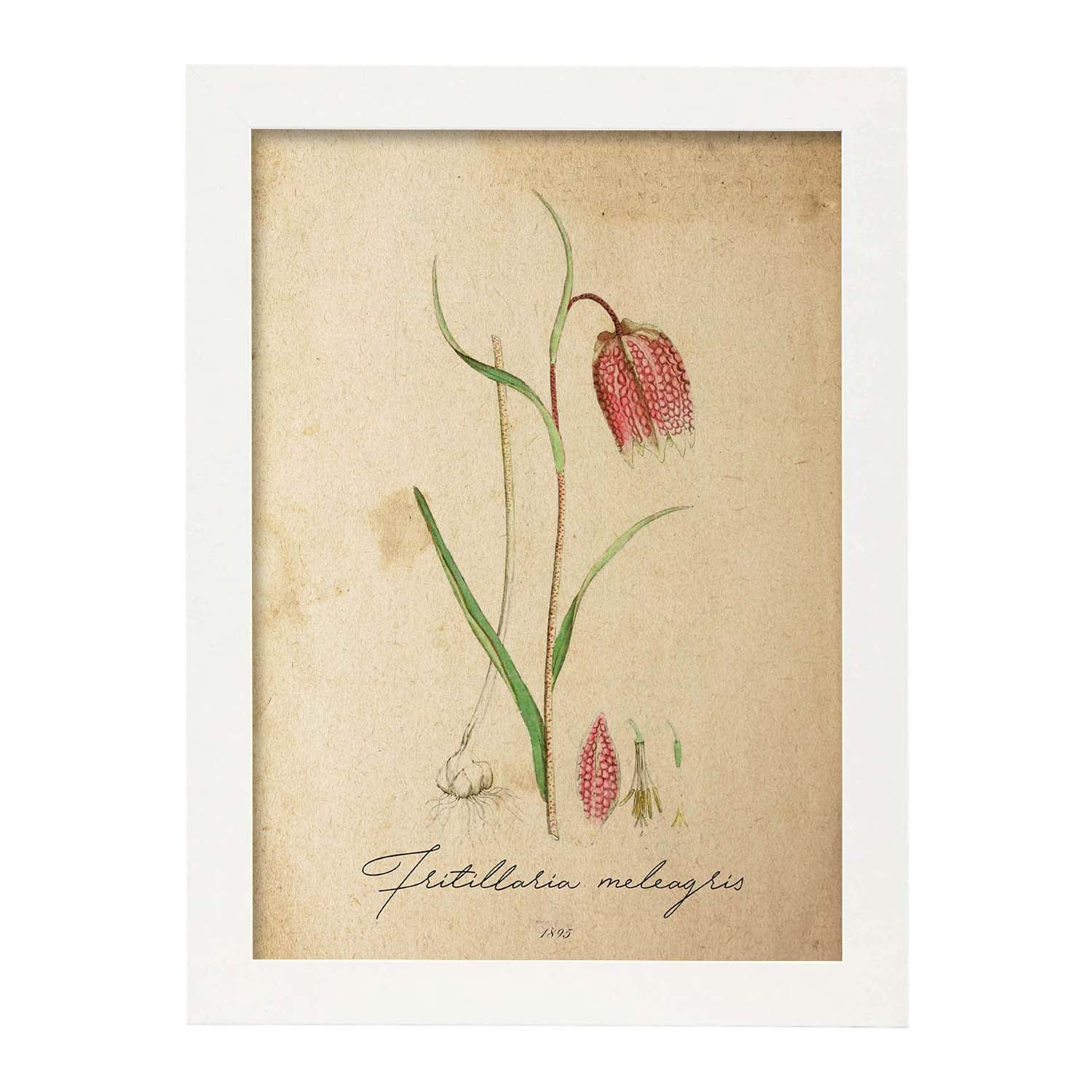 Affiche De Fleurs Vintage. Troutish Lily Lily Limine Avec Design ...