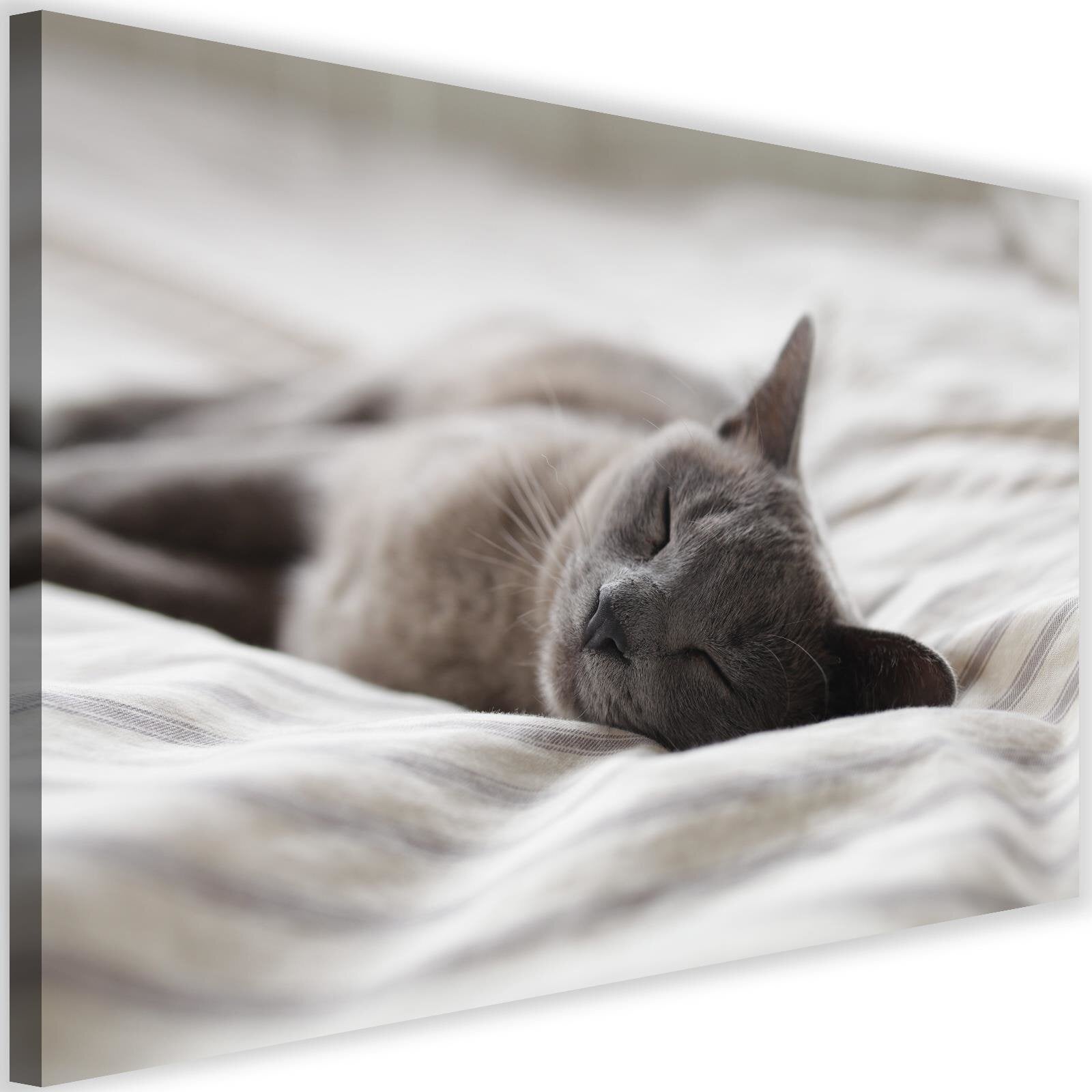 Tableau chat endormi - 90 x 60 cm | Leroy Merlin