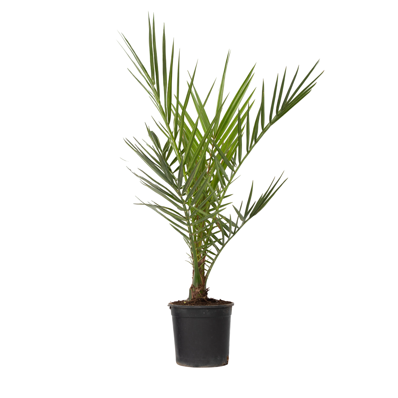 Palmier Dattier des Canaries - Phoenix canariensis - Hauteur 50-60cm ...