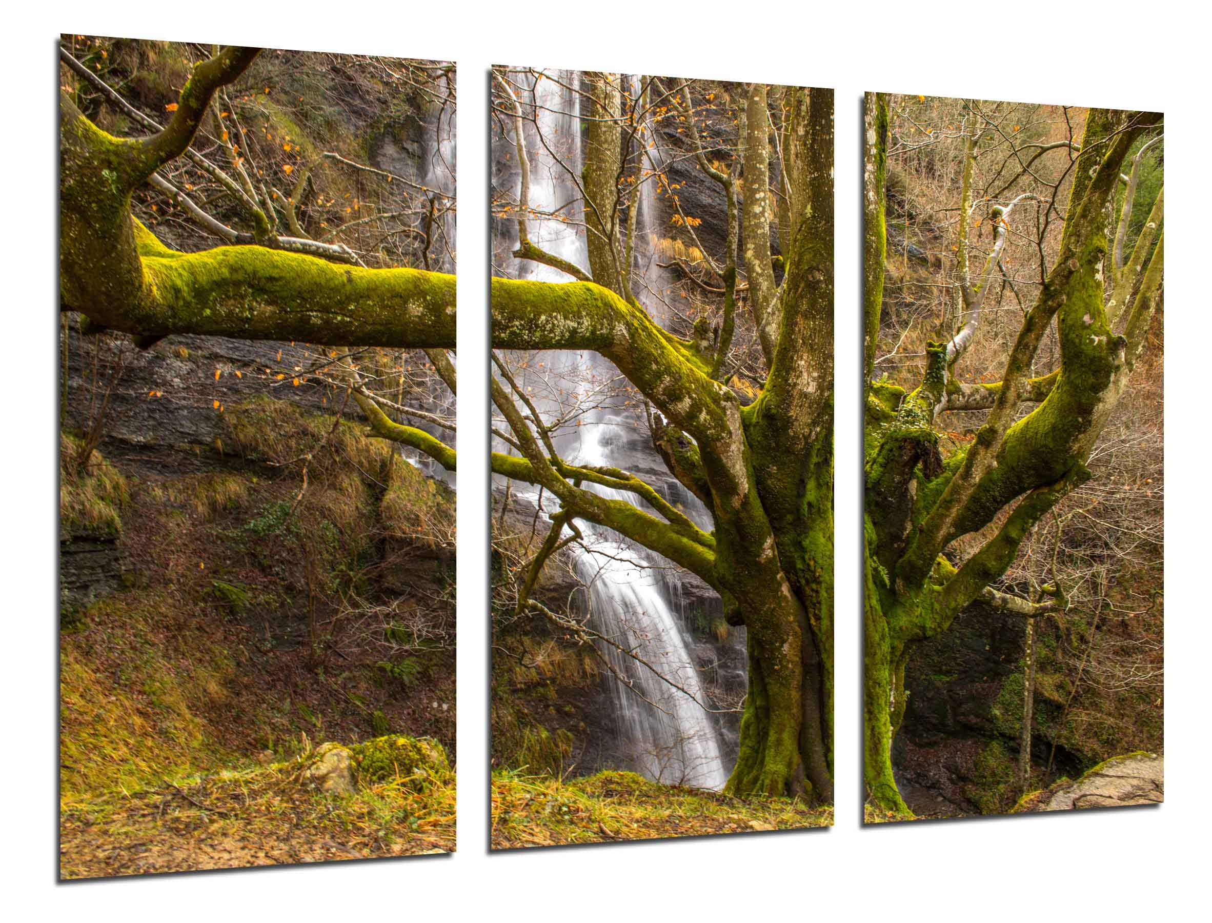 Bosque, Arbol, Naturaleza, impresión fotográfica sobre madera, cuadro ...