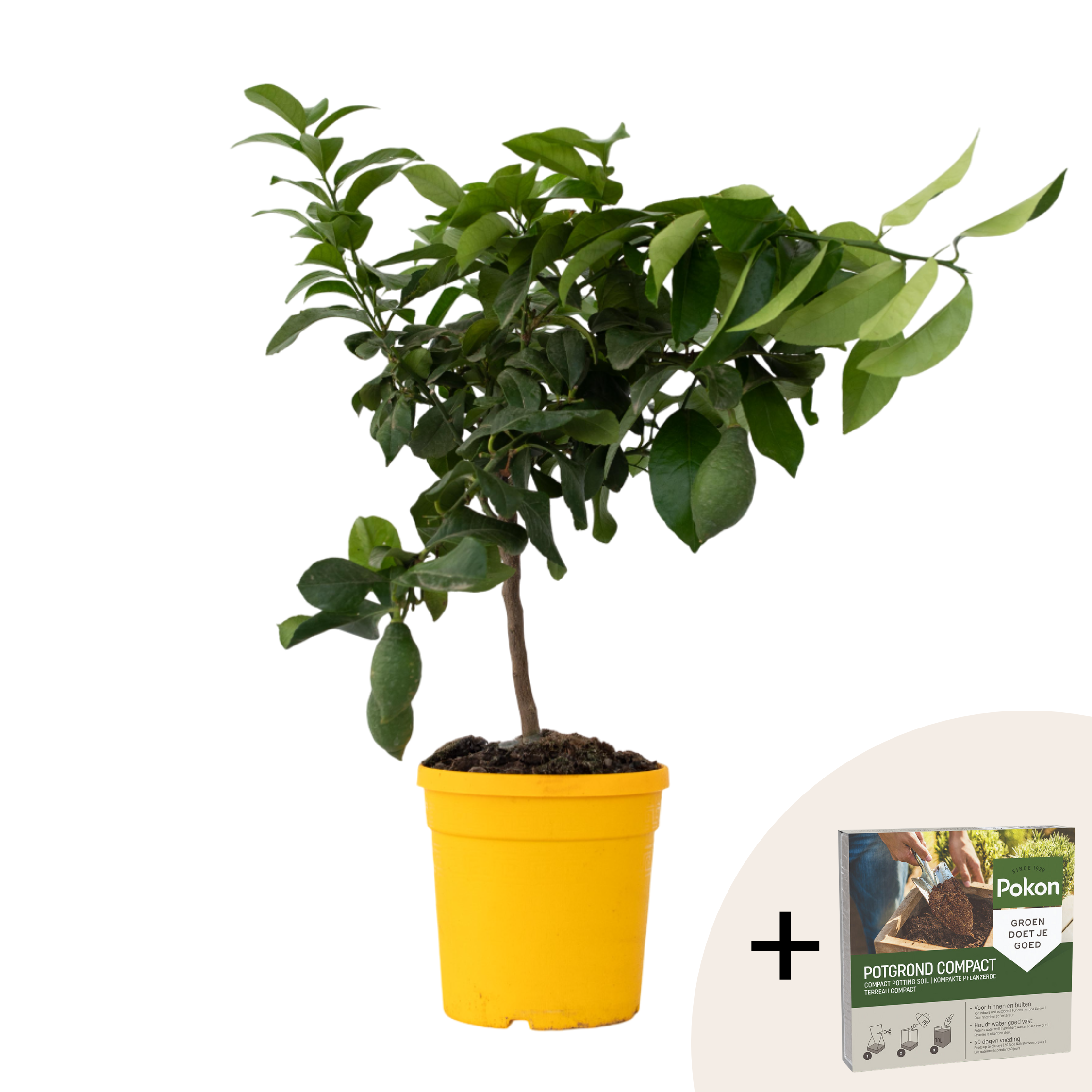 Árbol de limón - Citrus limon - Altura 60-70cm - ⌀19cm | Leroy Merlin