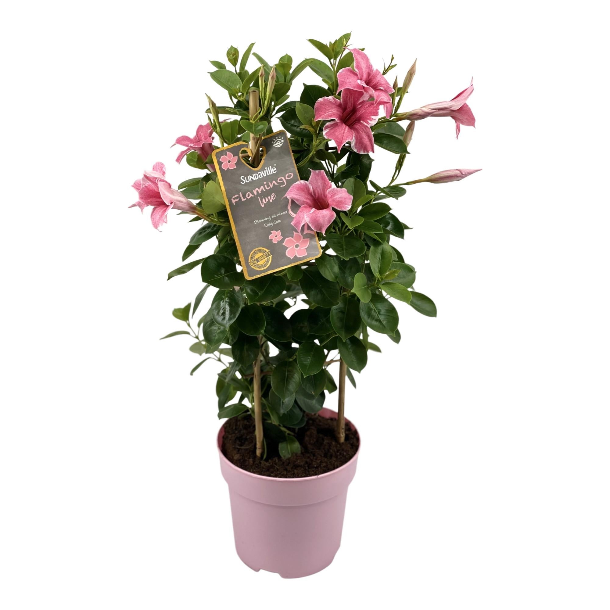 Planta Mandevilla Sundaville Flamingo Pink (Forma torre, Dipladenia ...
