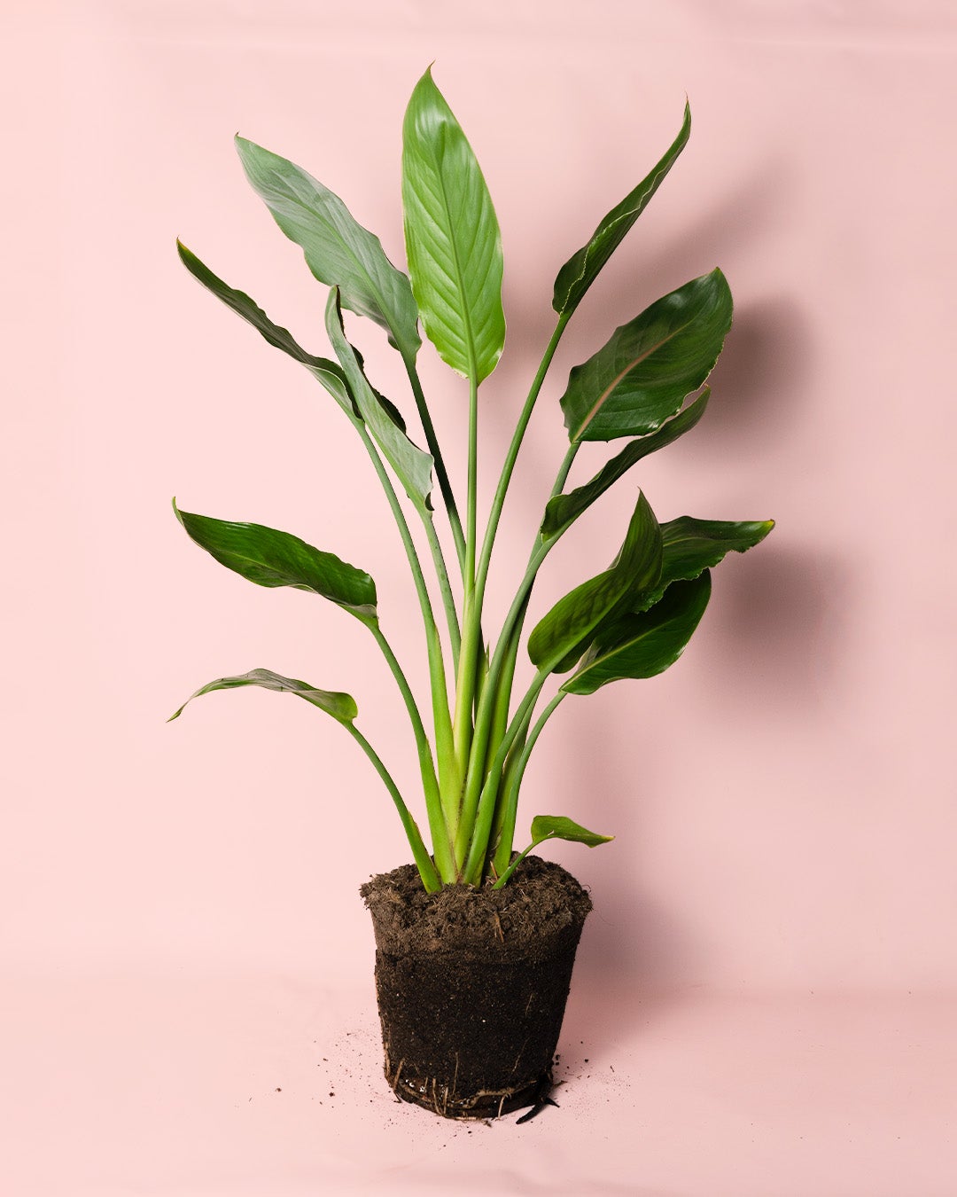 Strelitzia Reginae | Ave del Paraíso | Planta Natural | Pur Plant ...