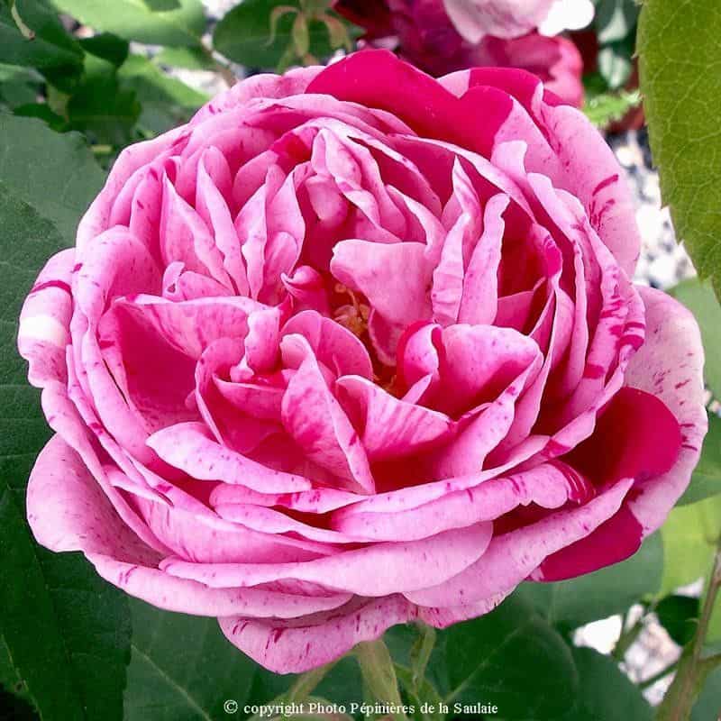 Rosier 'Gros Provins Panaché' (Rosa 'Gros Provins Panaché') - Racines ...