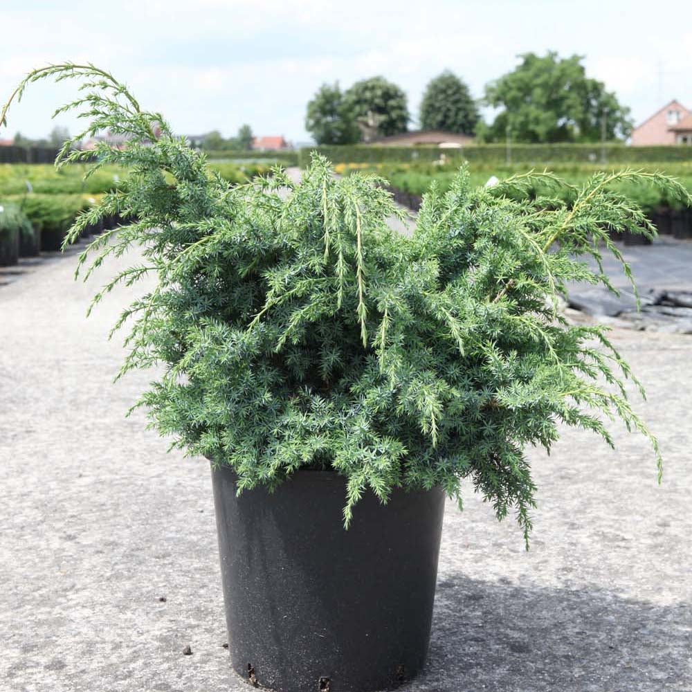 Genévrier de Chine 'Blue Alps' Pot de 2L/3L | Leroy Merlin