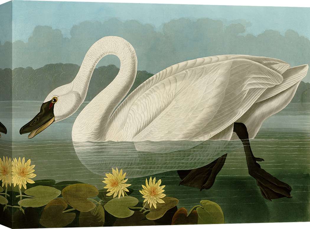 Pintura, impresión sobre lienzo - John James Audubon, cisne americano ...
