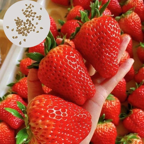 400 Graines de Fraises Succulentes - pour Potager Familial sur Balcon ...