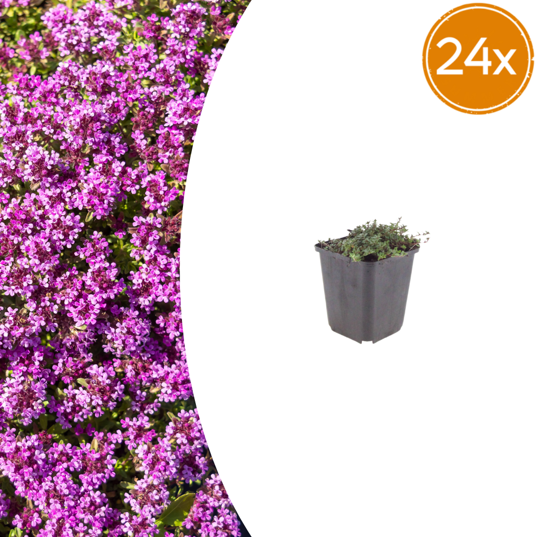 Thymus praecox "Coccineus" - Thym de printemps - 9cm pot - 10-25cm ...