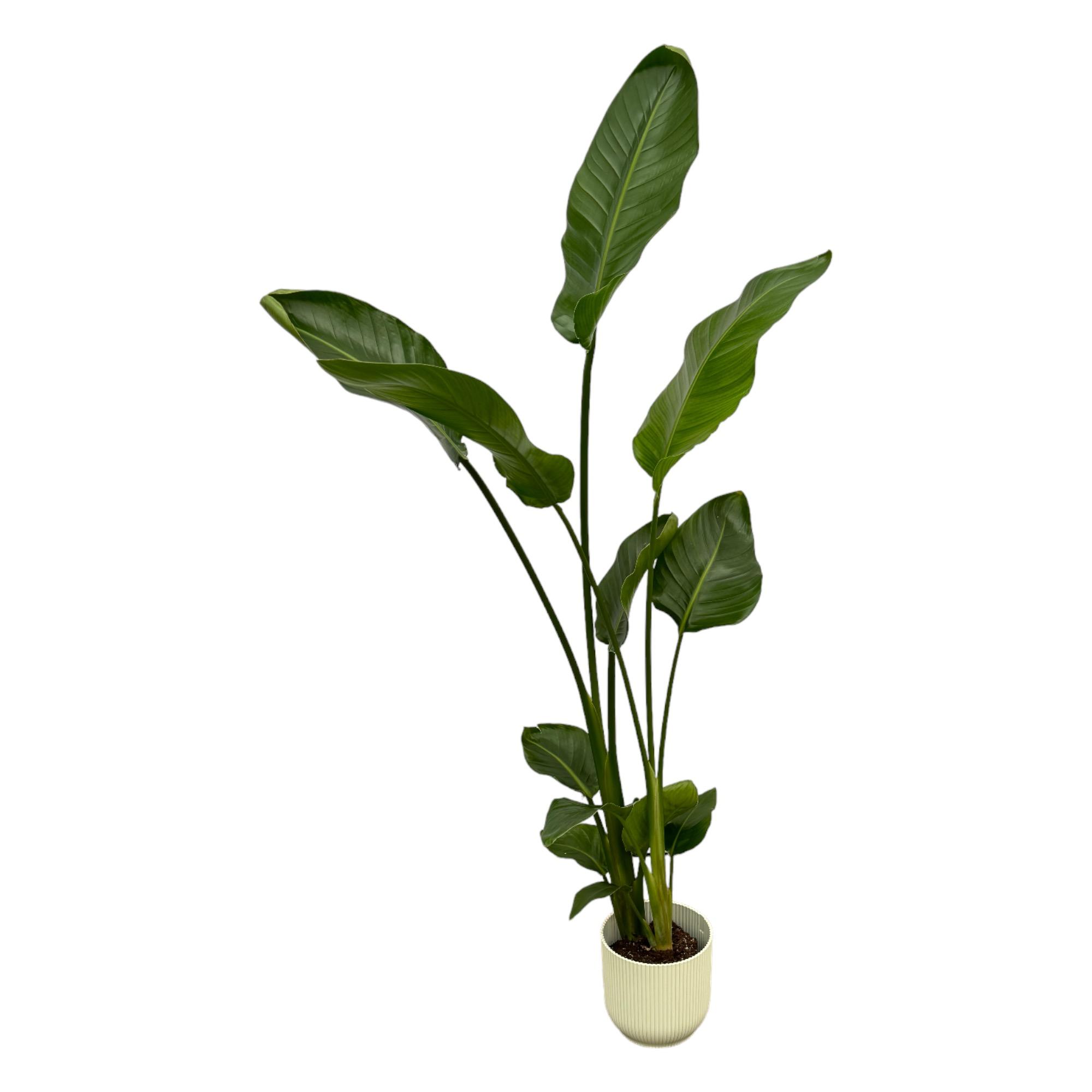 Planta Strelitzia Nicolai – Cachepot blanco – 100 cm – Ø18 cm ...