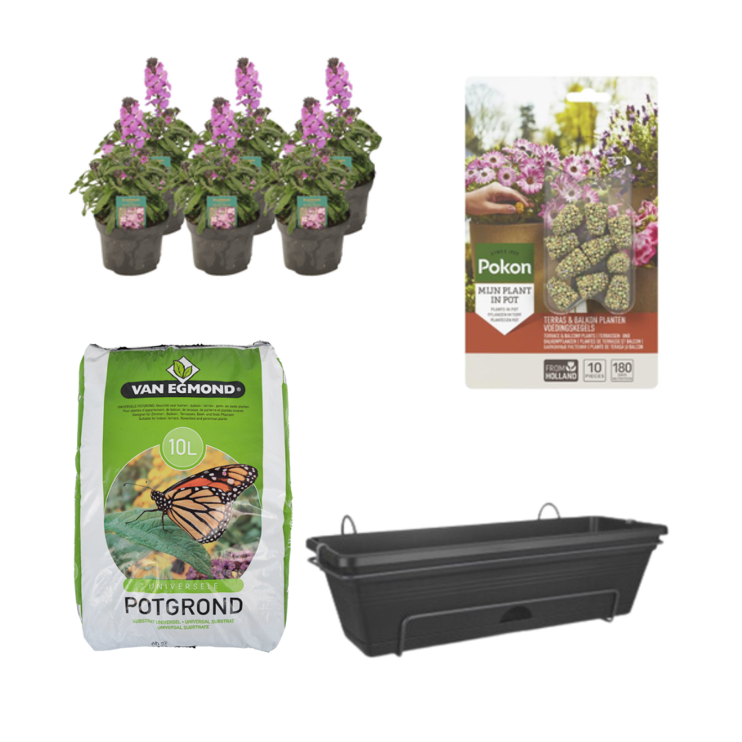 Set Caja de Balcón Negra (Kit DIY) + Planta Erysimum Linifolium 'Bowles ...