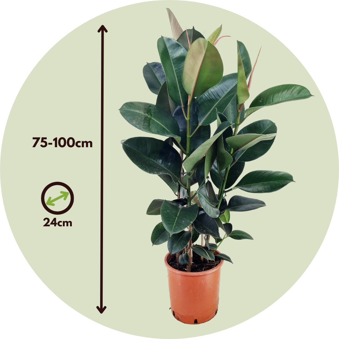 Pianta della gomma - Ficus Elastica 'Robusta' - Altezza 75-100cm ...