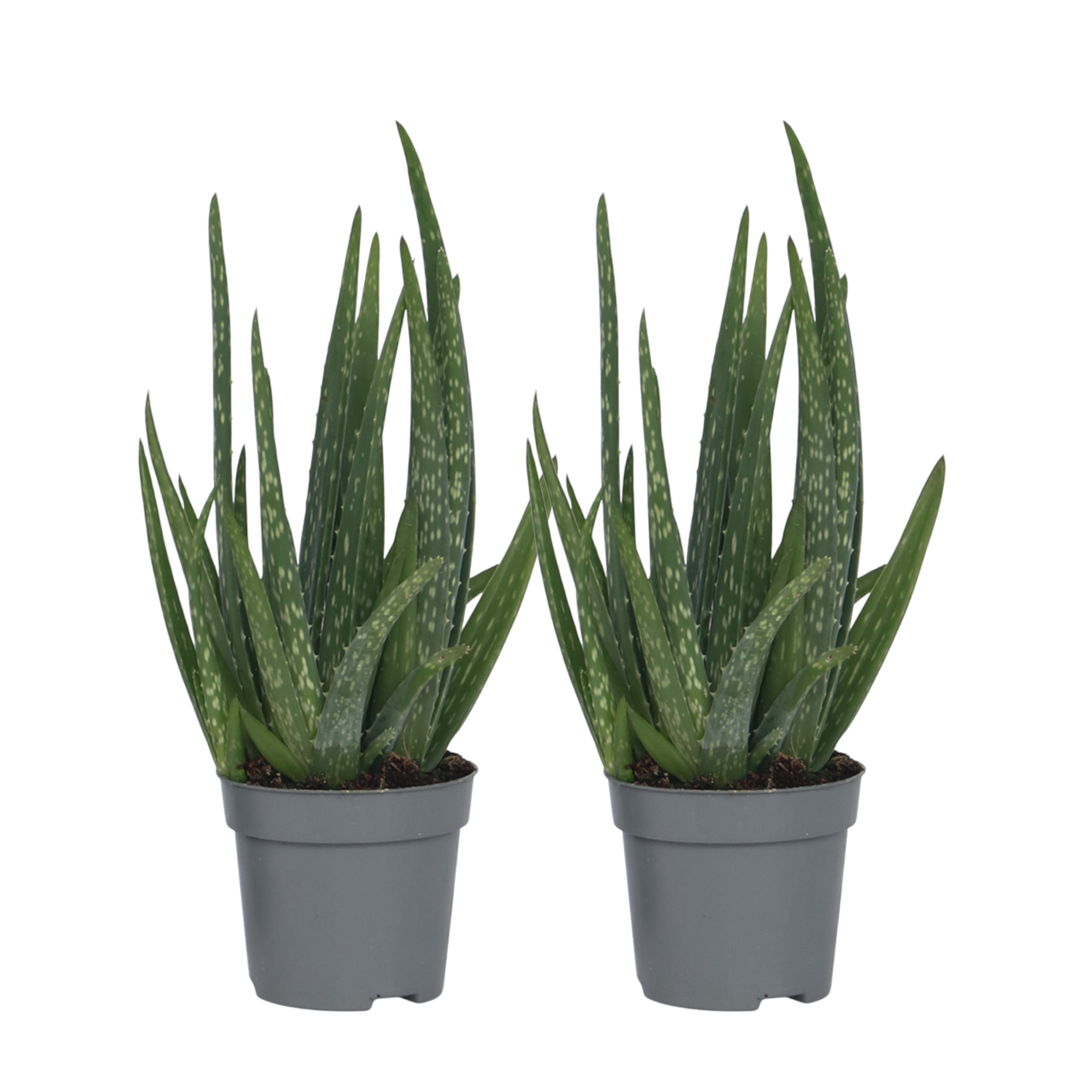 Aloe vera - Set de 2 - Aloe barbadensis - Hauteur 25-40cm - ⌀10,5cm ...