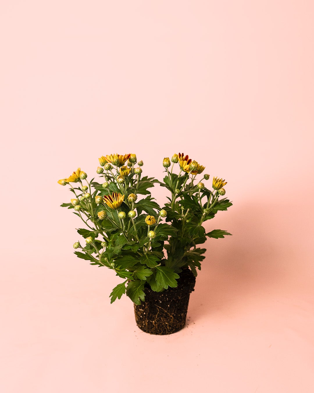 Crisantemo Ambar | Planta Crisantemo Natural | Pur Plant | Leroy Merlin