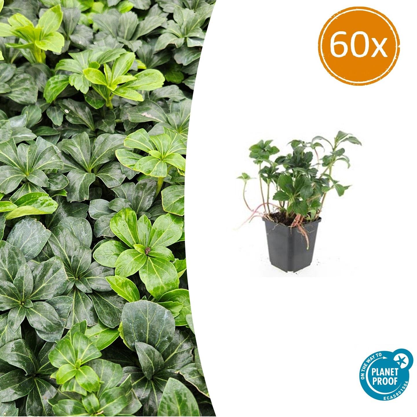 60x Pachysandra terminalis 'Green Sheen' – Cubresuelos perenne verde ...