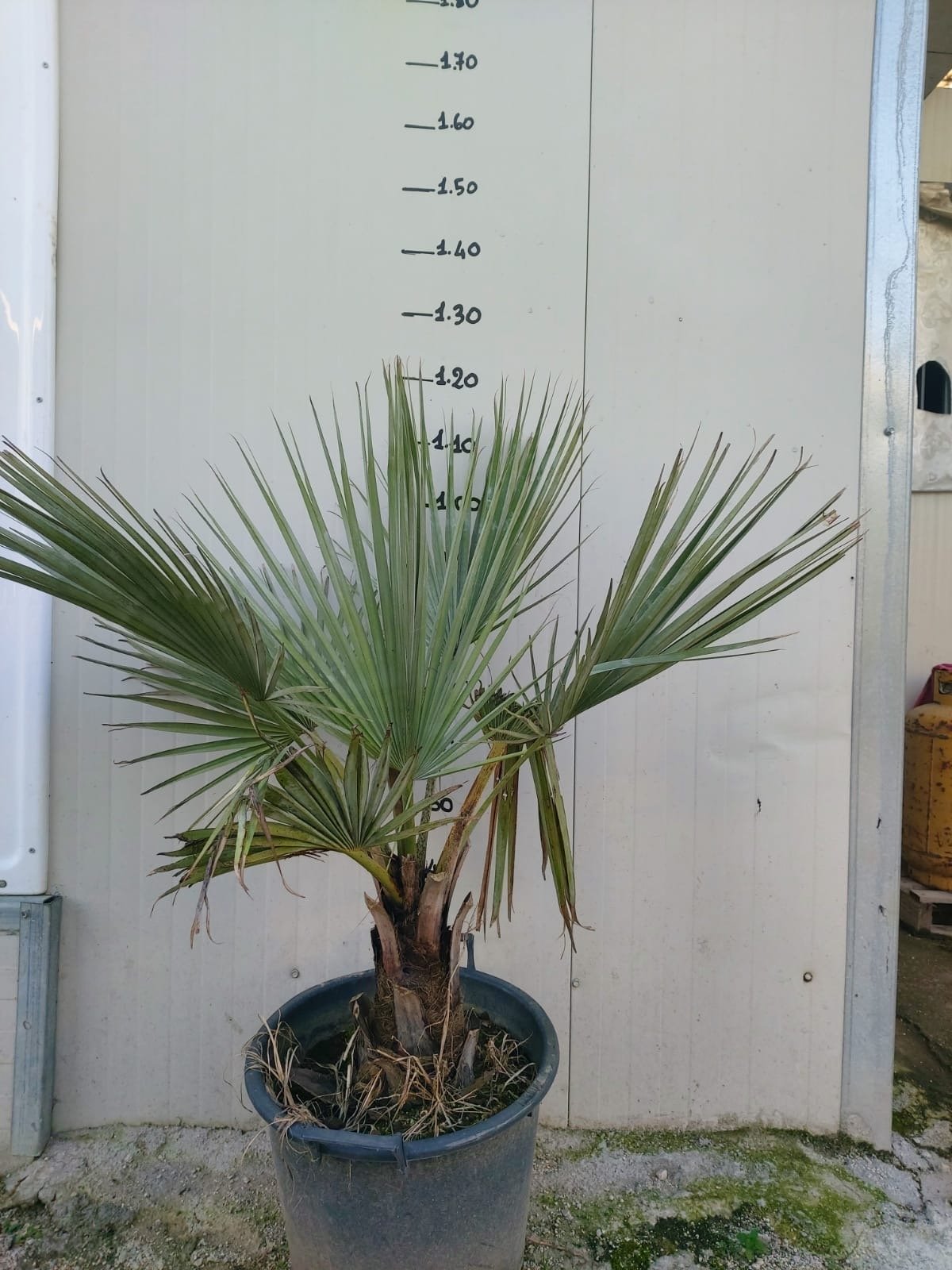 Brahea Armata (palma blu) | Leroy Merlin