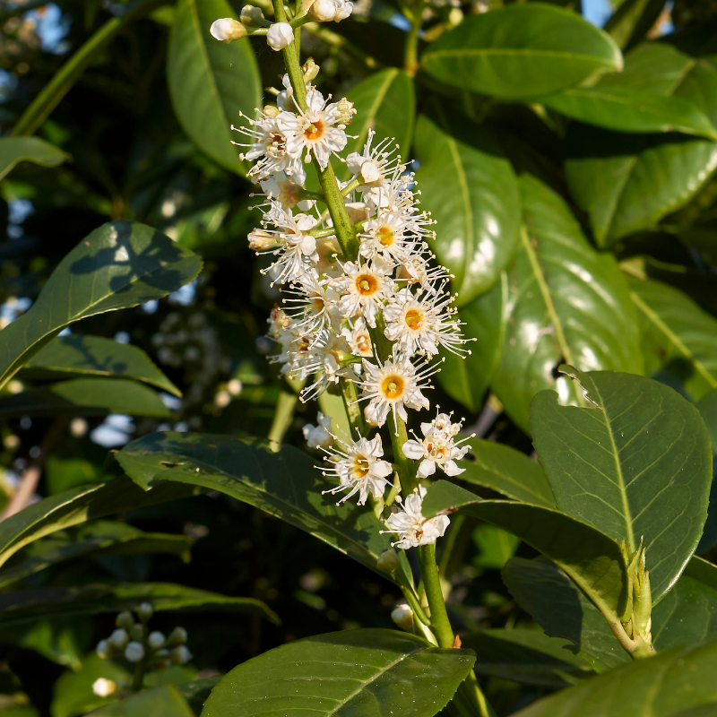 Laurier cerise Novita - Prunus laurocerasus Novita 100cm en pot | Leroy ...
