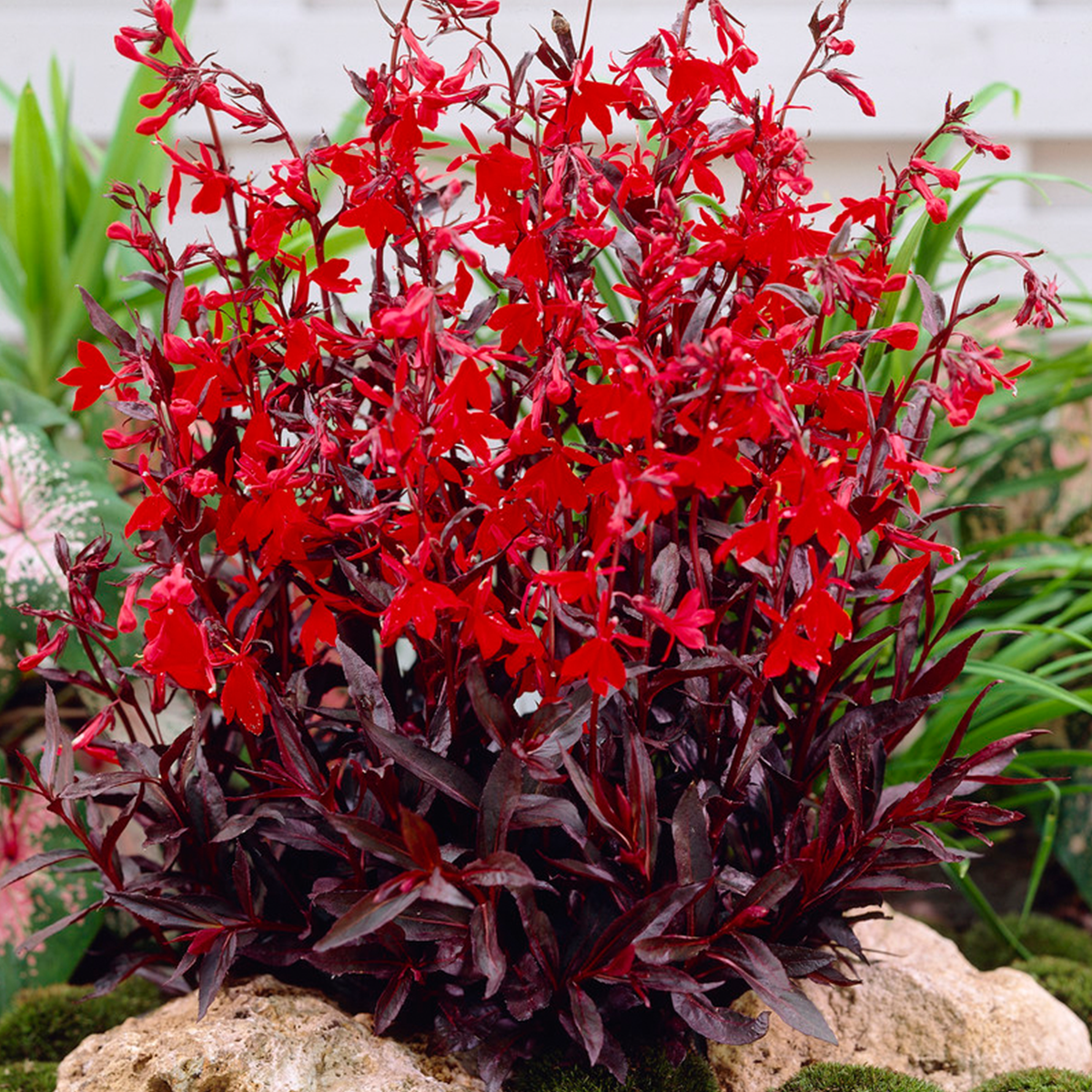 Lobelia Queen Victoria - Lobélie écarlate - Rouge - Plantes de bassin ...