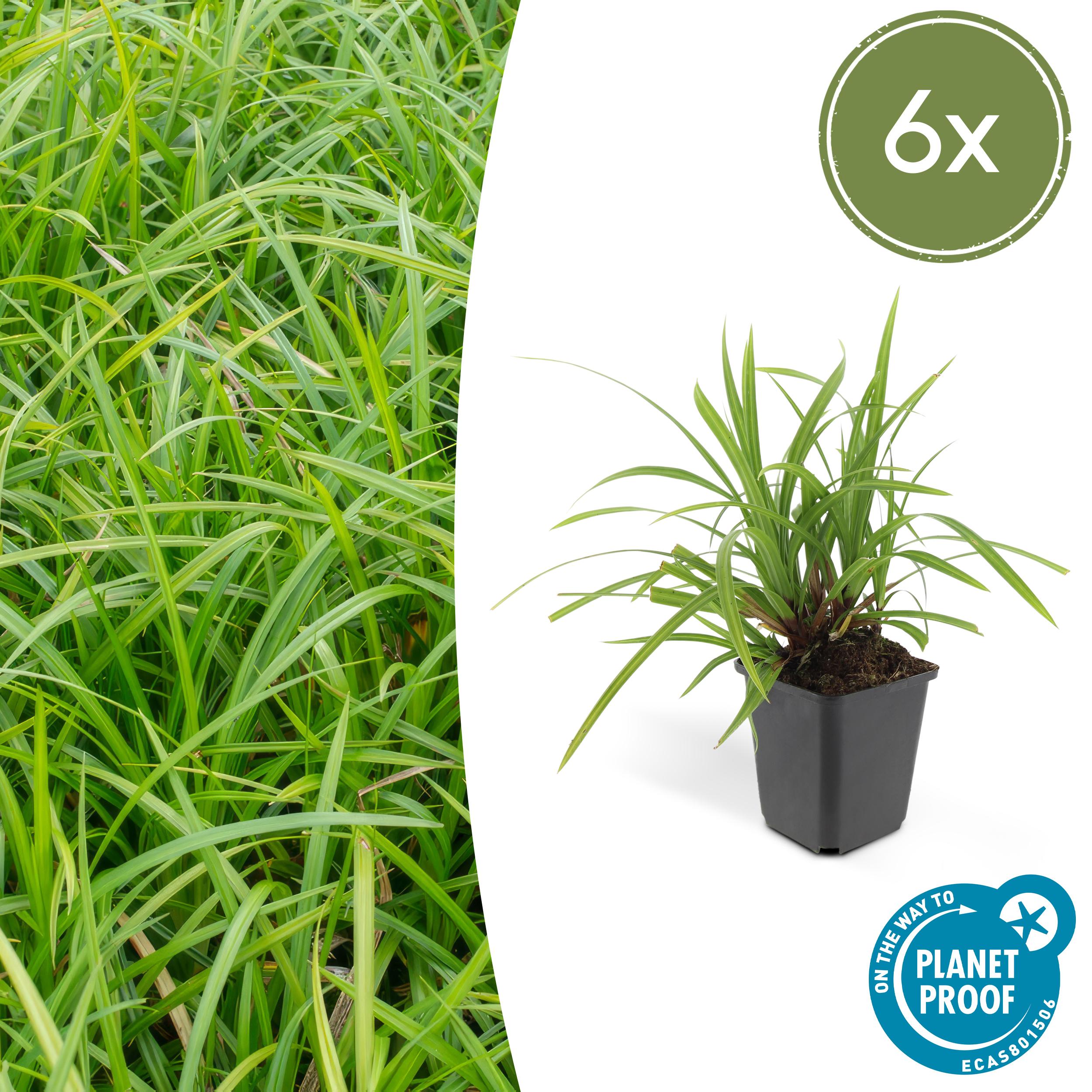 6x Carex morrowii 'Irish Green' - Couvre-sol persistant 20-30cm - Pot ...