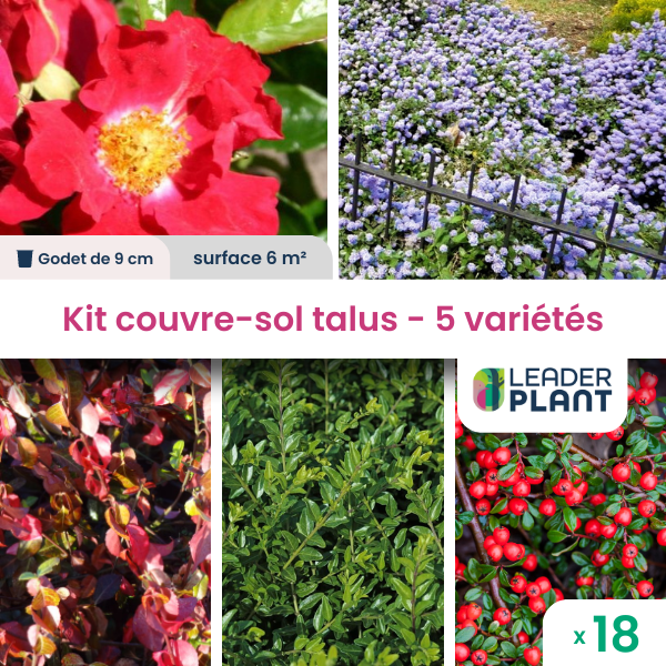 KIT couvre-sol talus 5 variétés - Lot de 18 plants en godet | Leroy Merlin