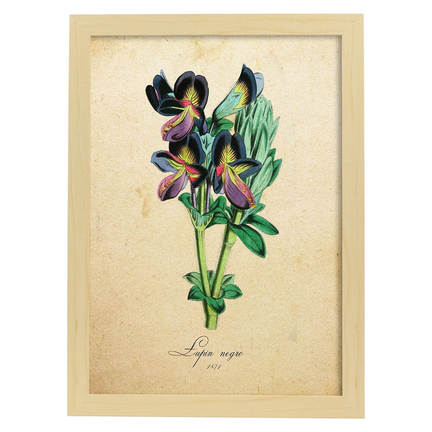 Affiche De Fleurs Vintage. Lame De Lupin Noir Avec Design Vintage ...