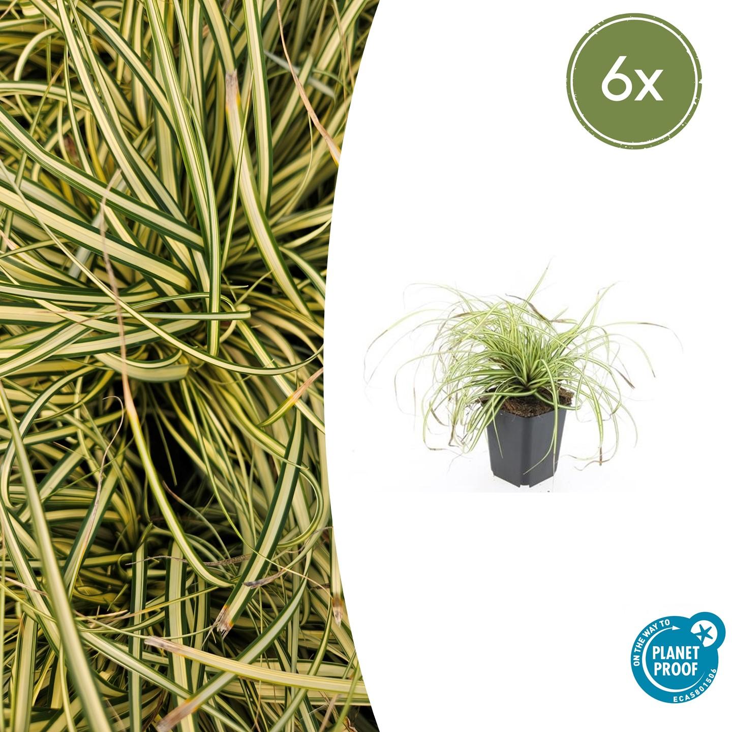 6x Carex oshimensis 'Evergold' - Hierba ornamental dorada 10-25cm ...