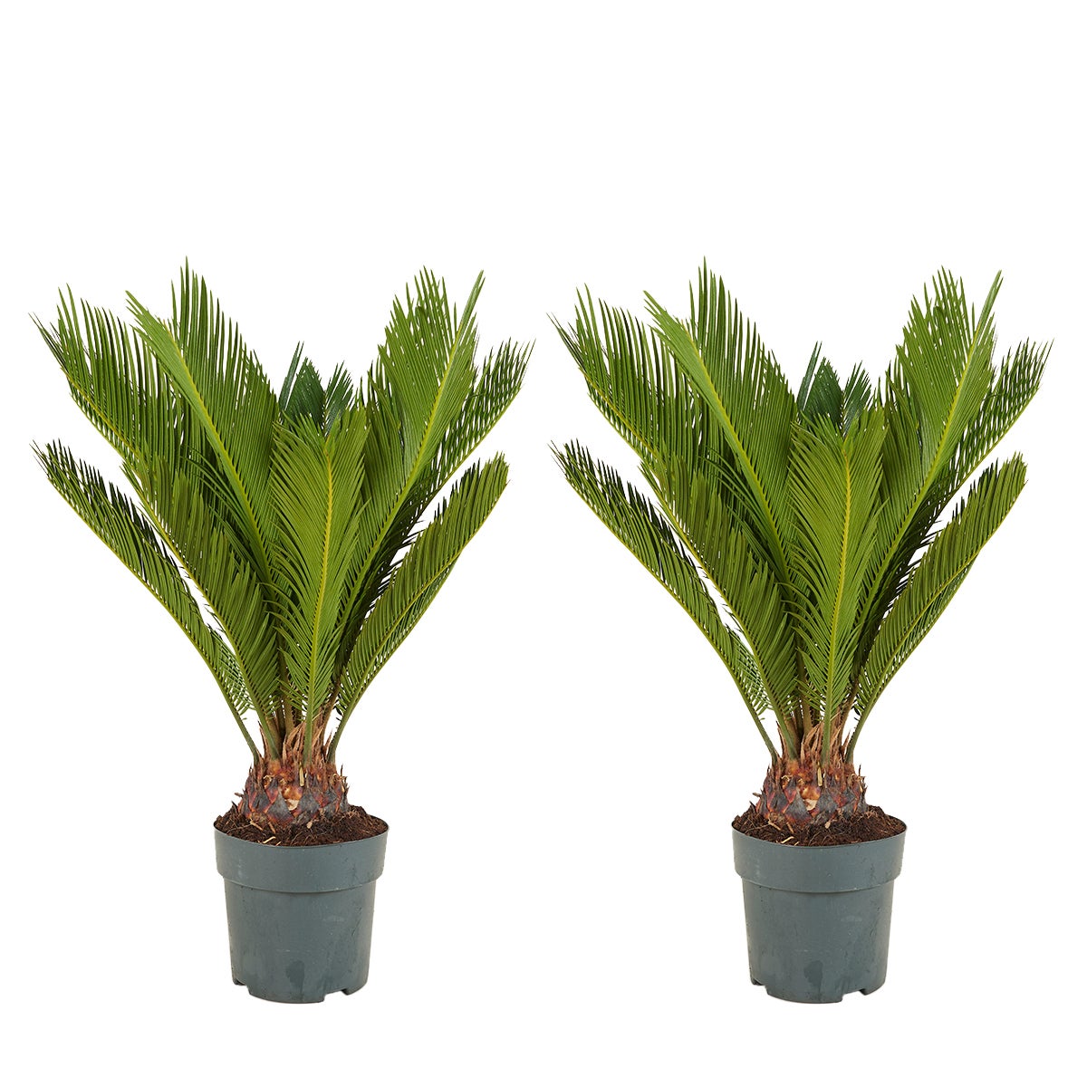 Lot de 2 - Cycas Revoluta - Palmier de la paix - Sagoutier - Hauteur 60 ...