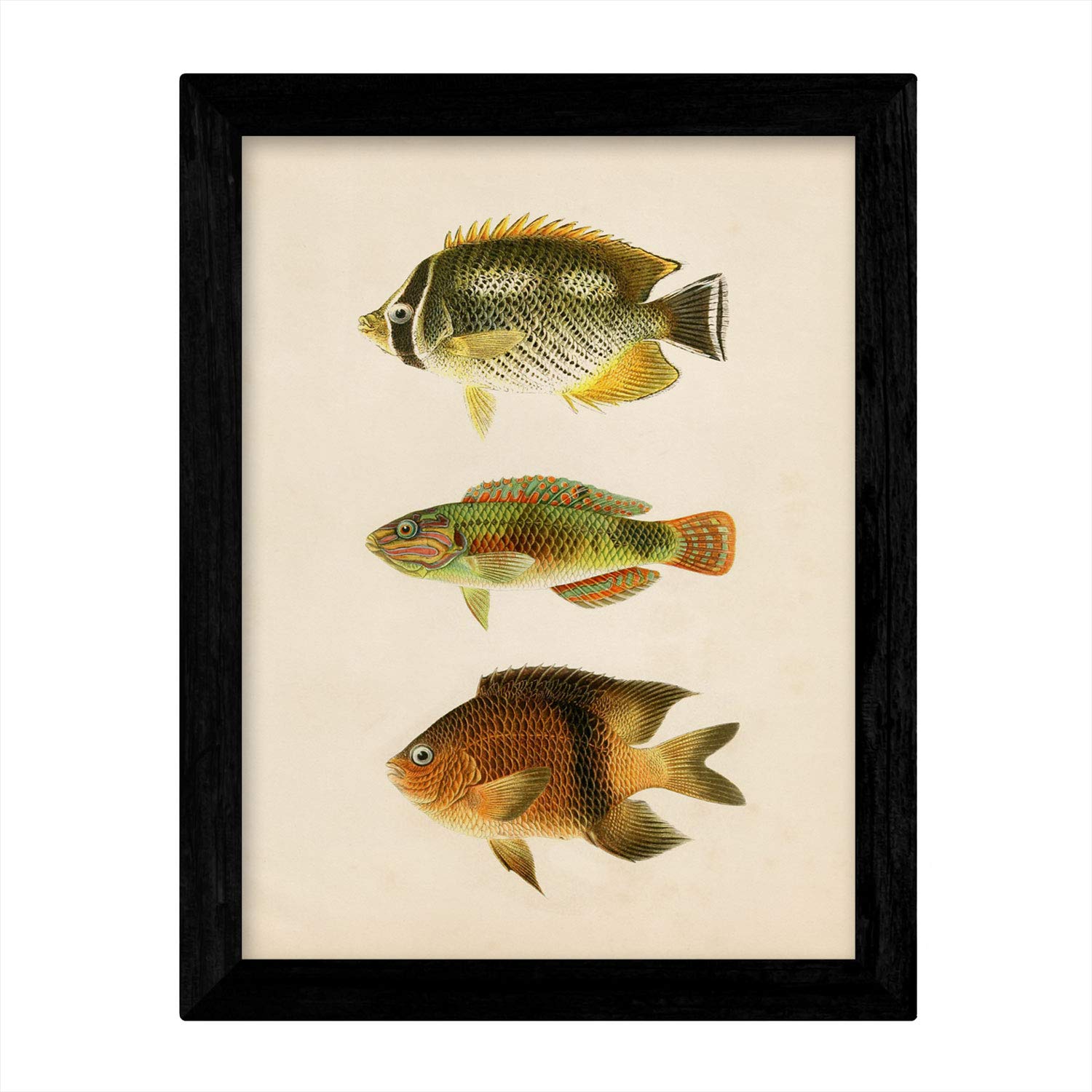 Set De 4 Láminas De Peces Coloridos Efecto Vintage. Composicion De 10 ...