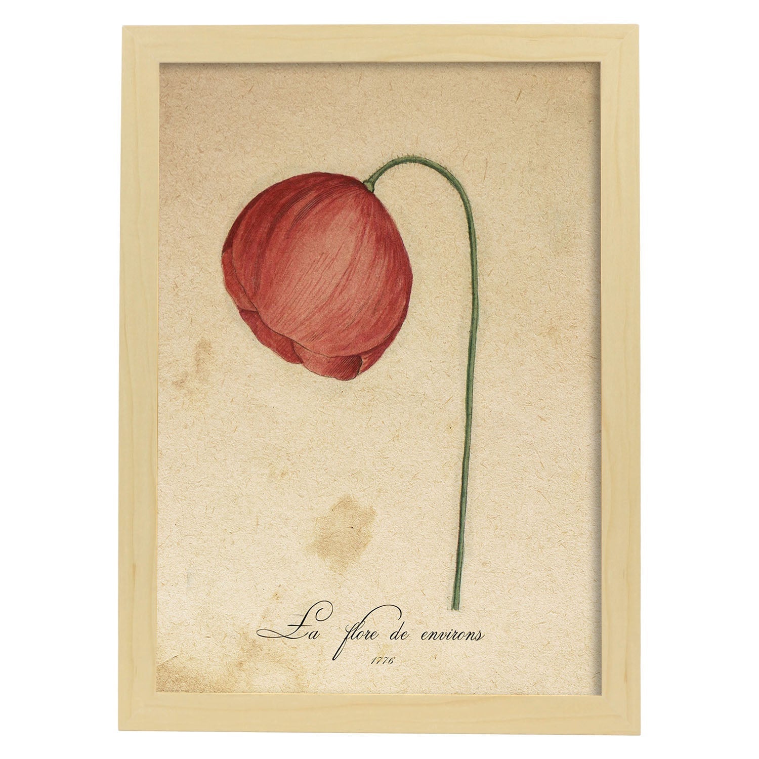 Affiche De Fleurs Vintage. Lamina La Flore Des Virons 2 Avec Conception ...