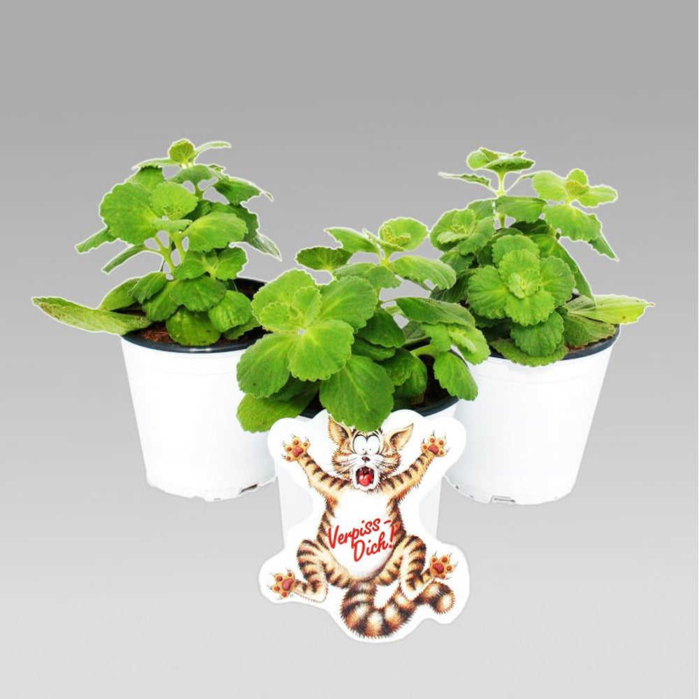 Coleus canin - Verpiss-Dich - Planta - 12 plantas | Leroy Merlin