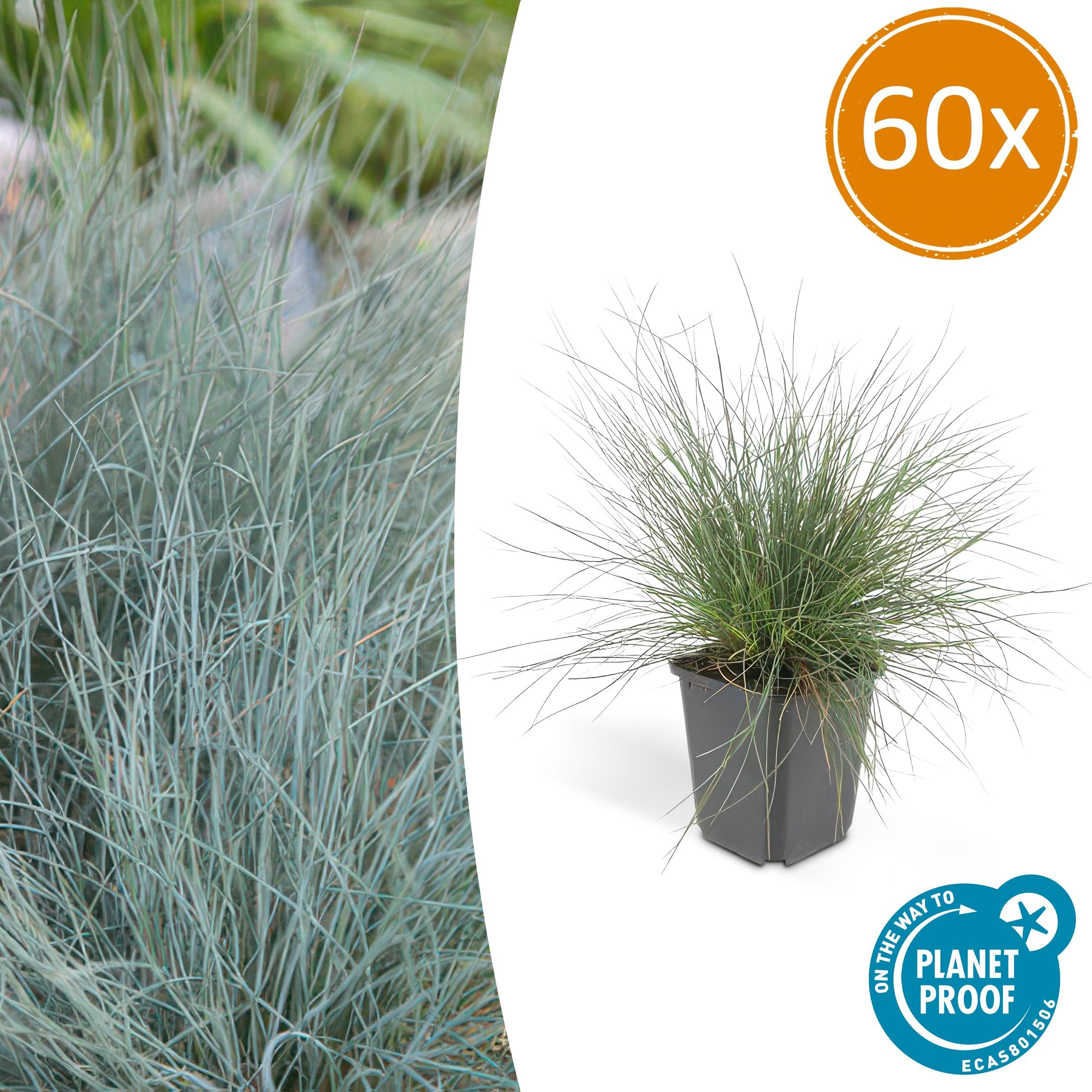 60x Festuca glauca 'Elijah Bleu' - Hierba ornamental azul - Planta ...