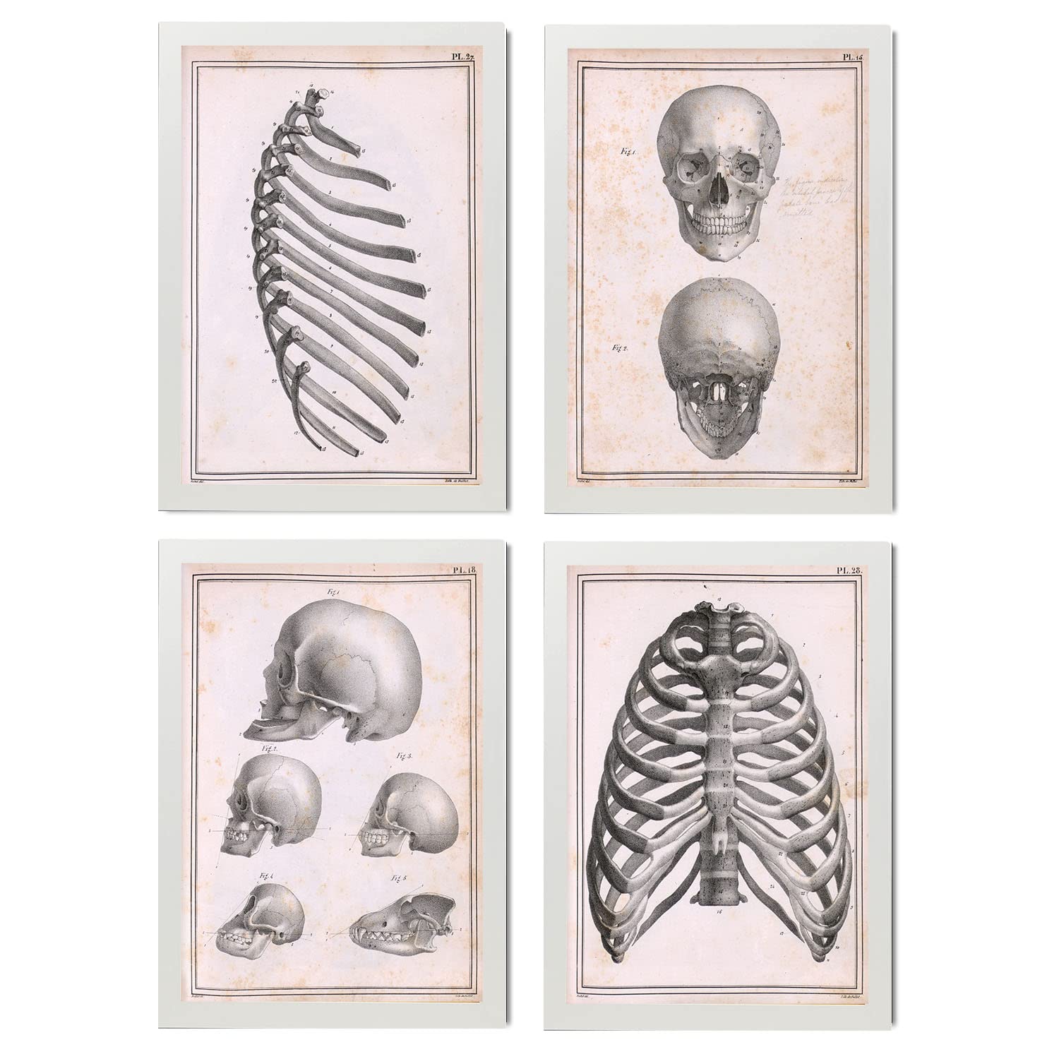 Nacnic Set De 4 Pósters De Anatomía Humana Cráneo Y Costillas ...