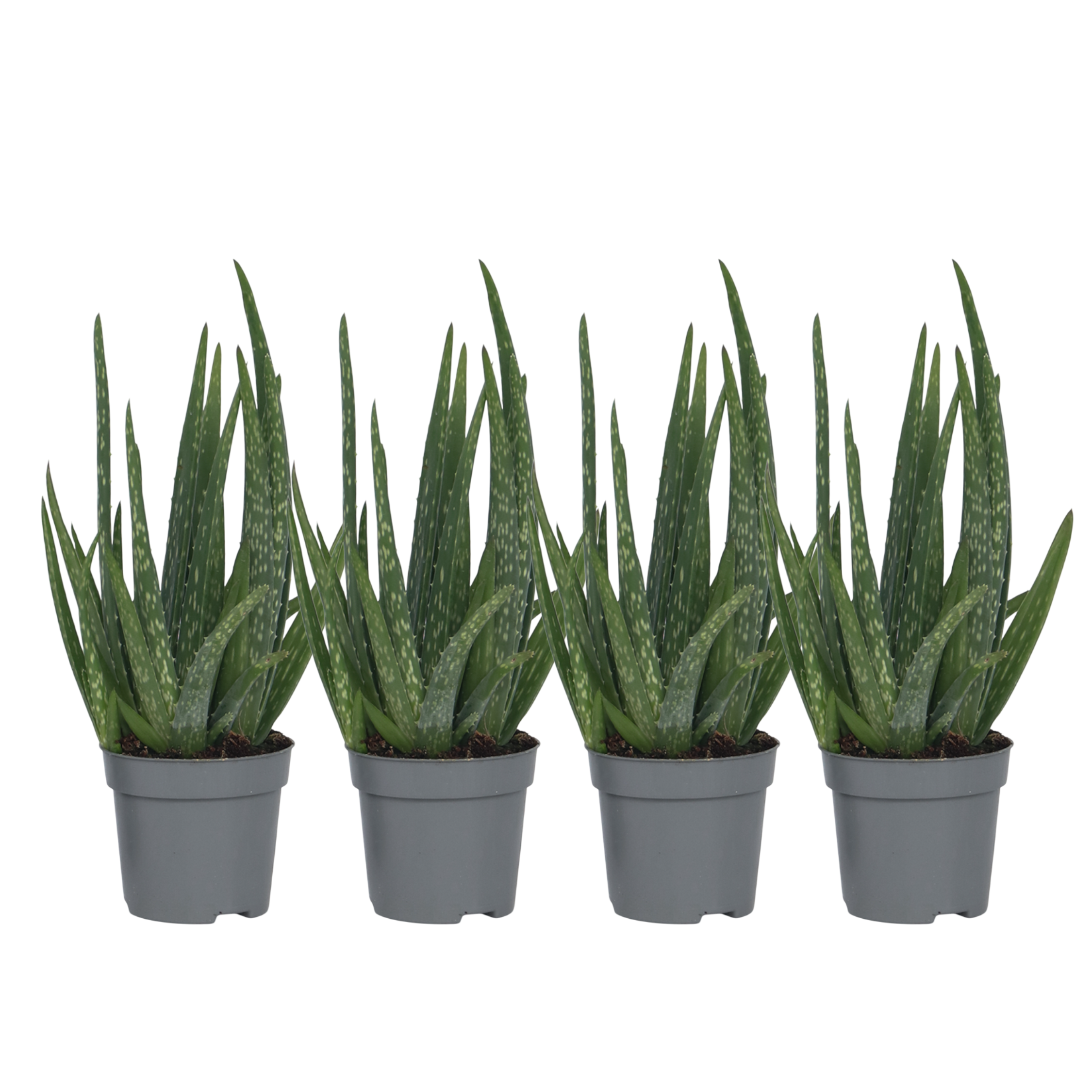 Aloe vera - Set de 4 - Aloe barbadensis - Hauteur 25-40cm - ⌀10,5cm ...