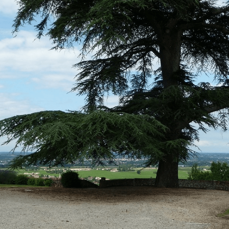 Cèdre Vert de l'Atlas (Cedrus Atlantica) - Godet - Taille 13/25cm ...