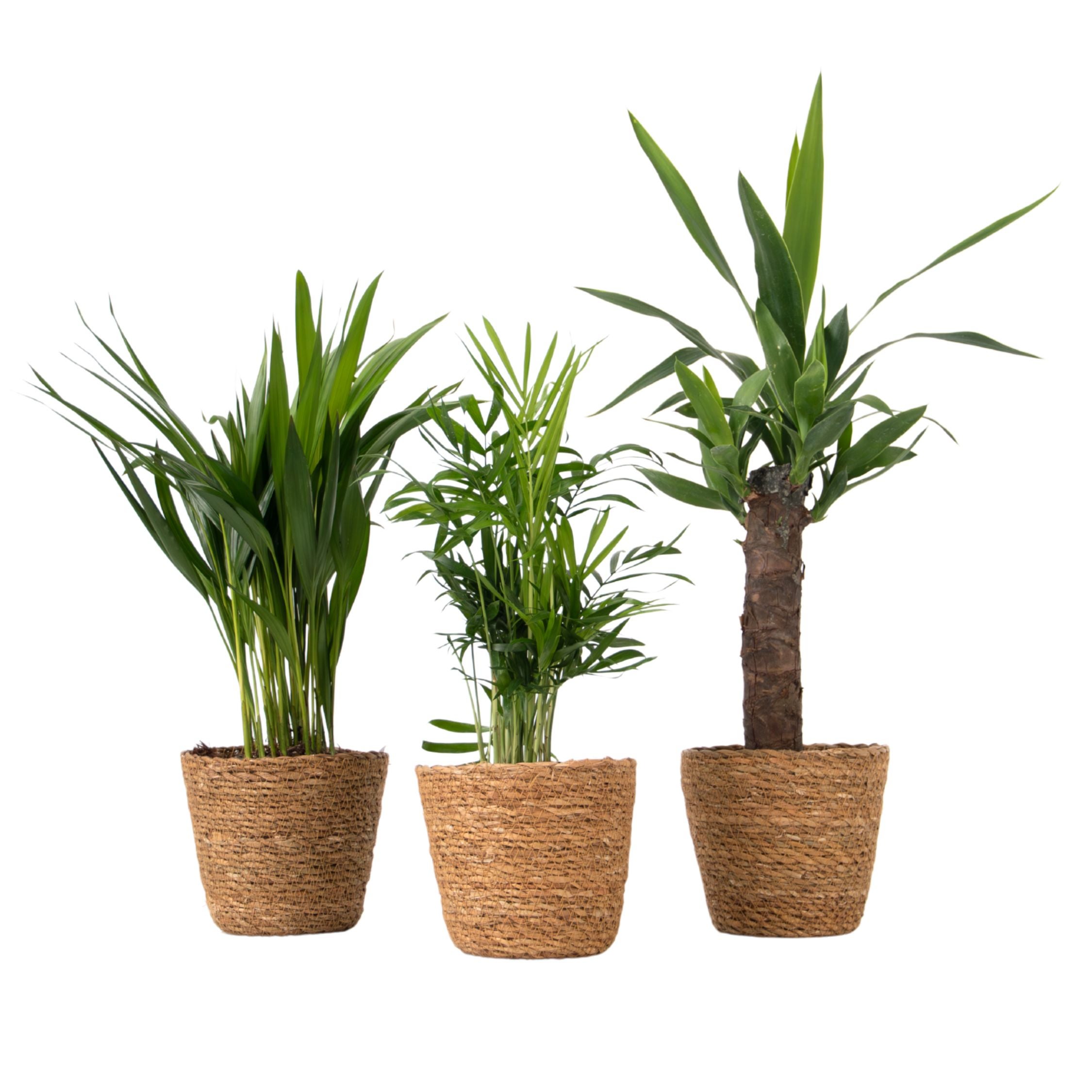 Lot de 3 mini palmiers avec paniers - Hauteur 25-40cm - ⌀12cm | Leroy ...