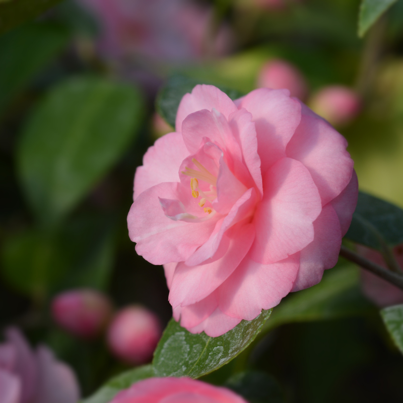 Camélia du Japon Spring Festival - Camellia japonica Spring Festival 50 ...