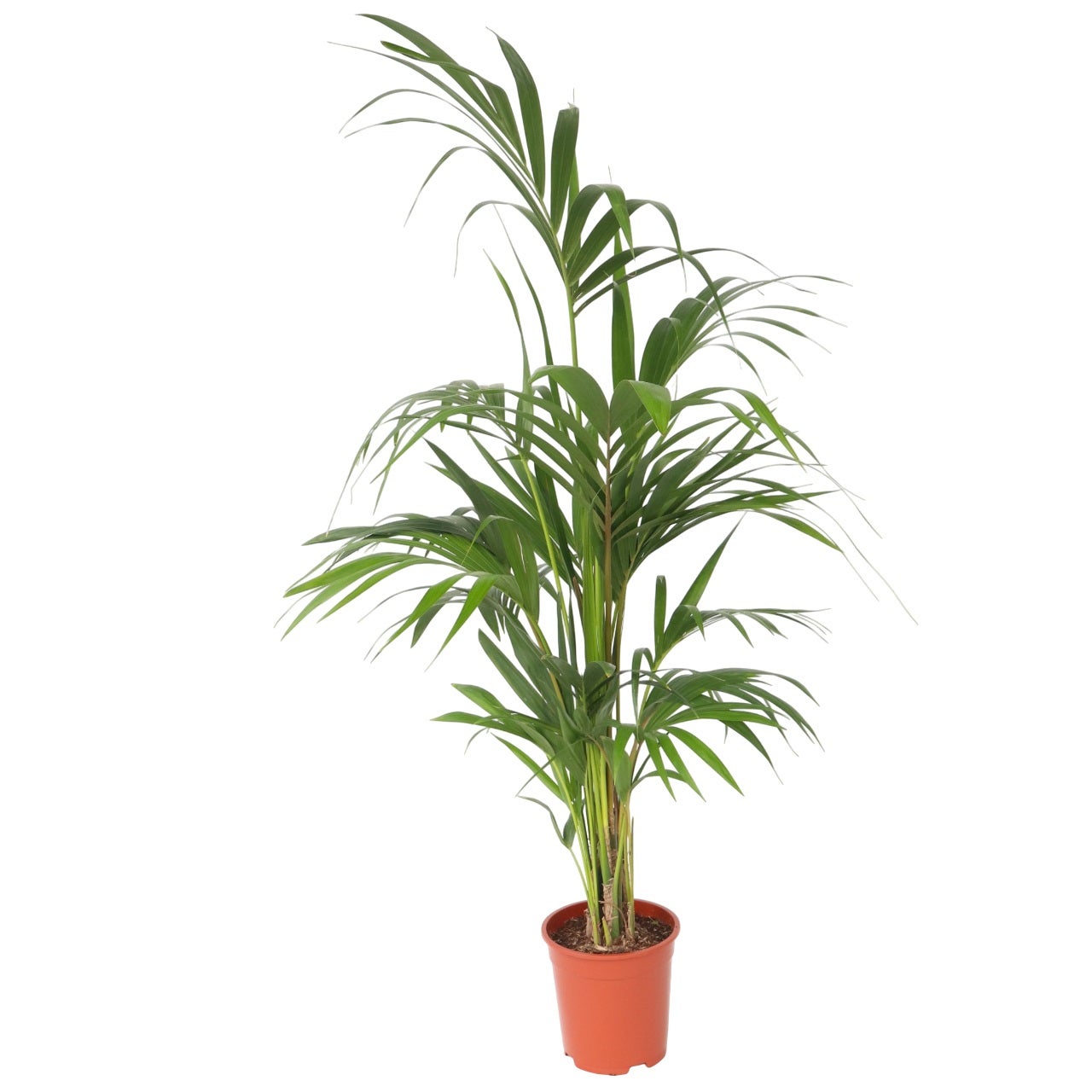 Palmier Kentia - Howea forsteriana - Hauteur 130-140cm - ⌀21cm | Leroy ...