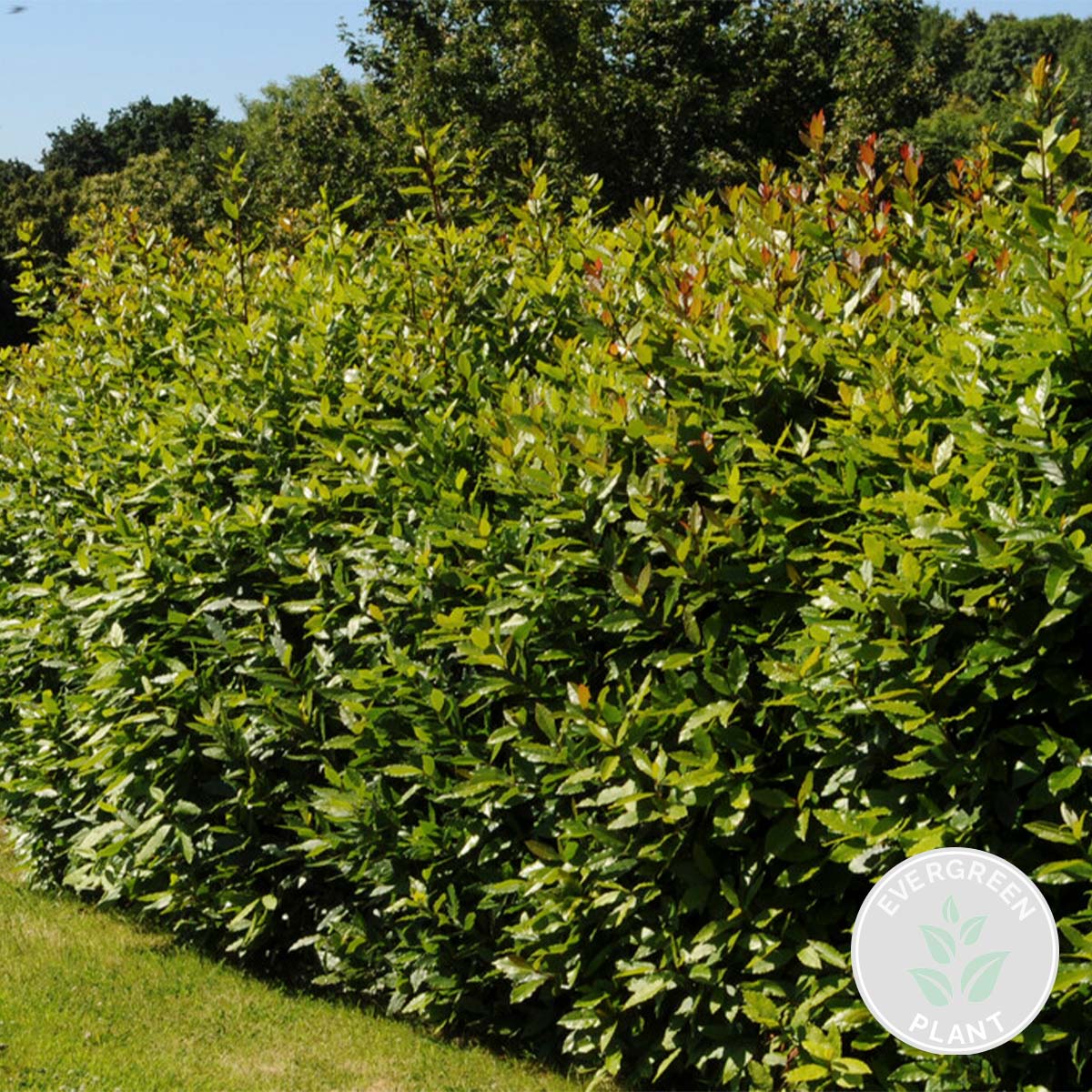 Laurus Nobilis - Laurier-sauce - Plantes de jardin - Rustique - Hauteur ...