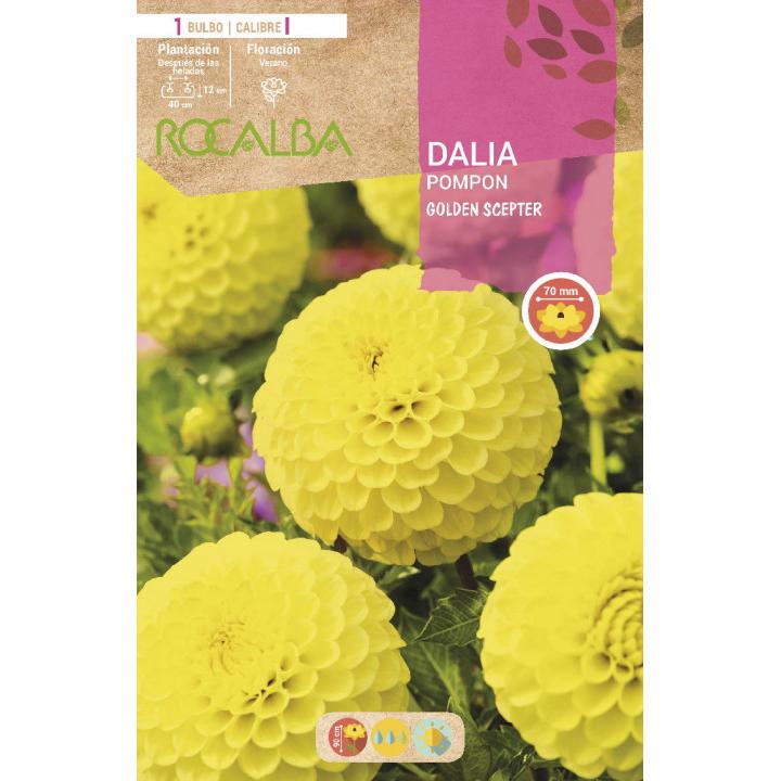Bulbo Dalia pom pom amarilla 1 unidad | Leroy Merlin