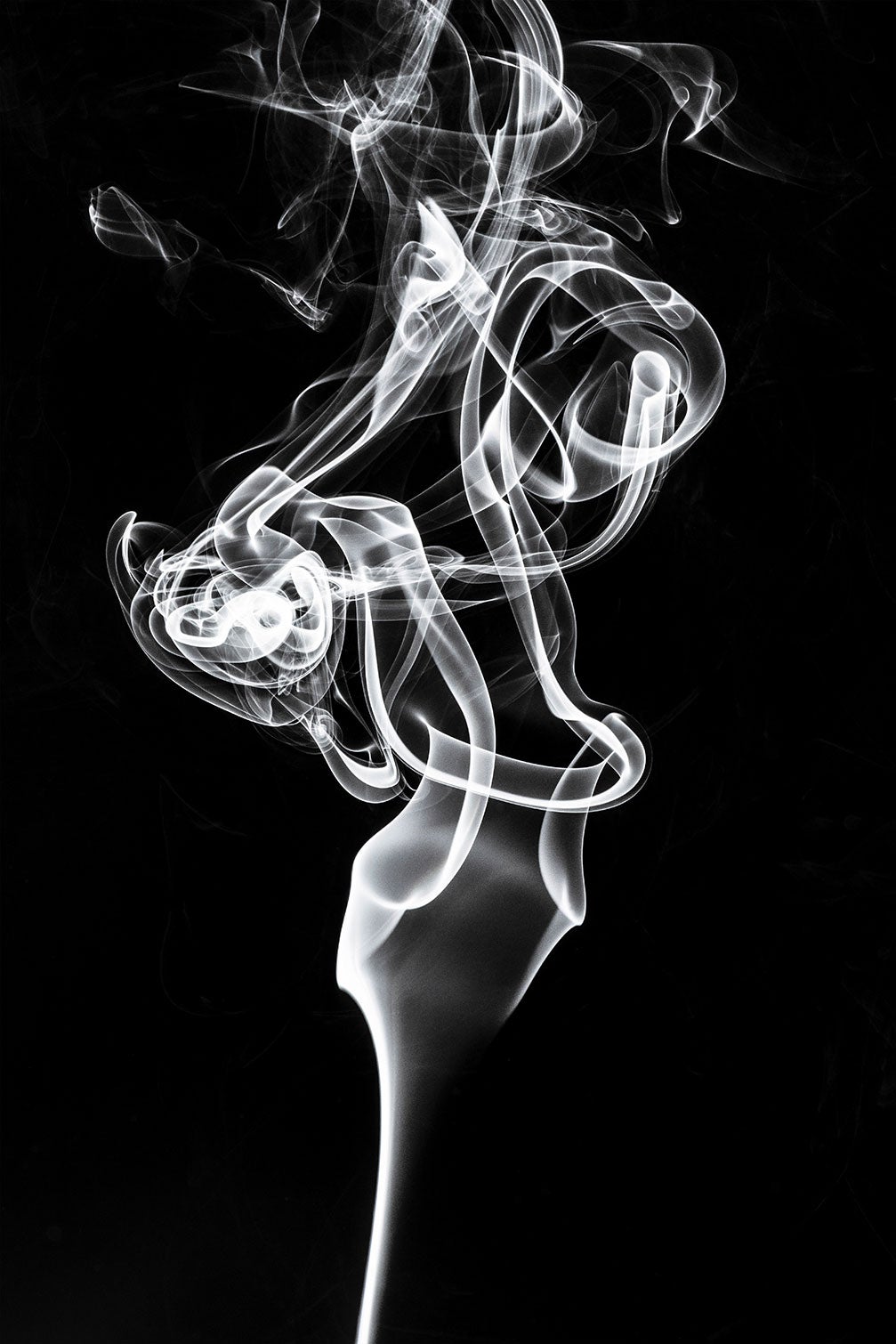 Tableau white smoke tulip dream - 40x60cm | Leroy Merlin