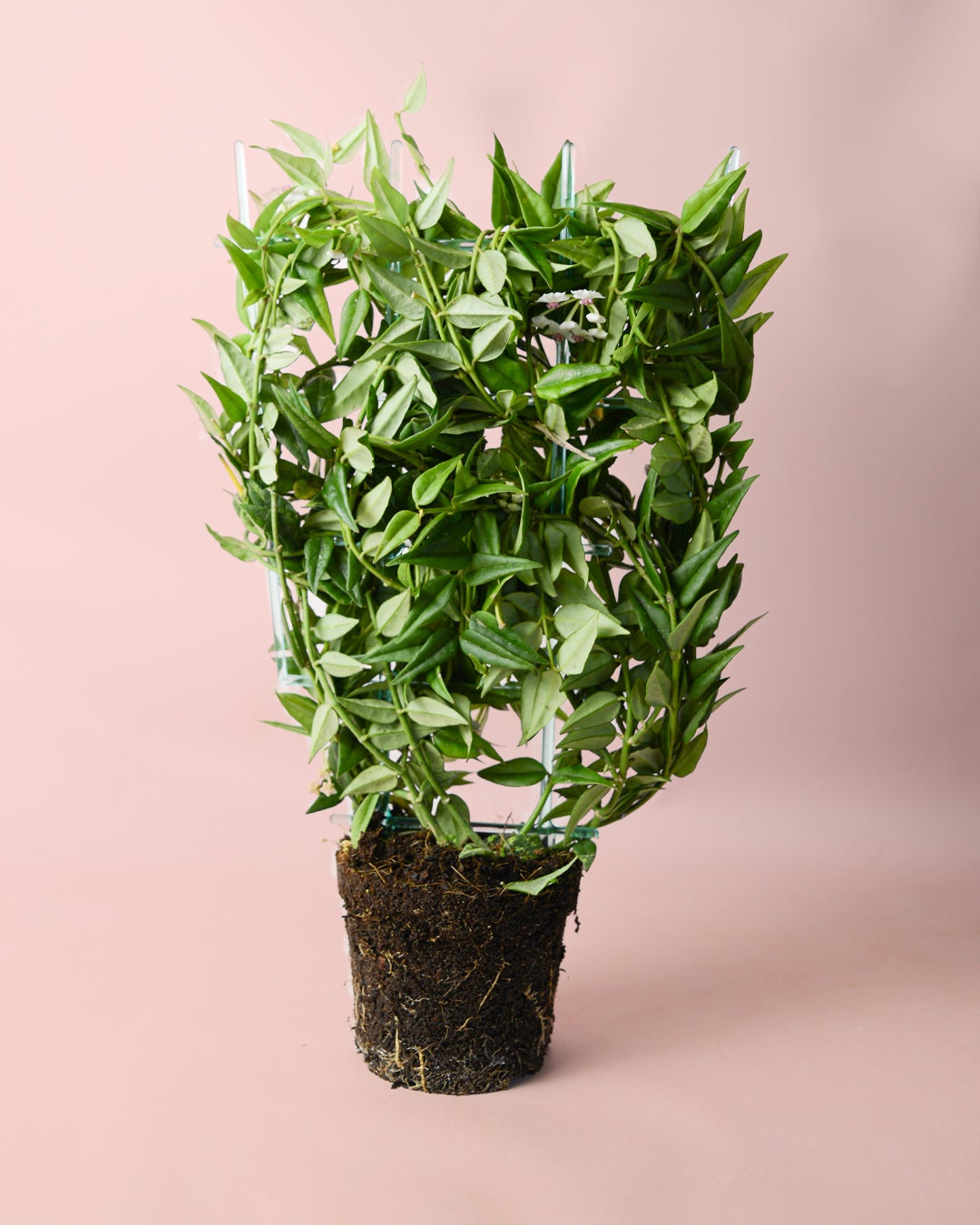 Hoya Bella | Plantas Naturales Interior | Pur Plant | Leroy Merlin