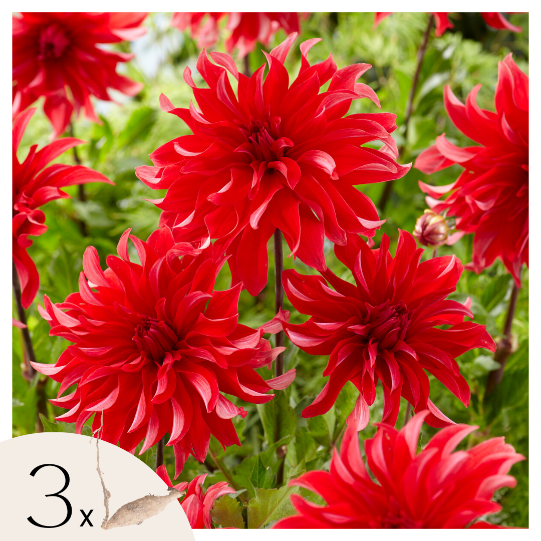 Dahlias - Set de 3 - Dahlia 'Labyrinth Red' - Bulbes à fleurs - Rouge ...
