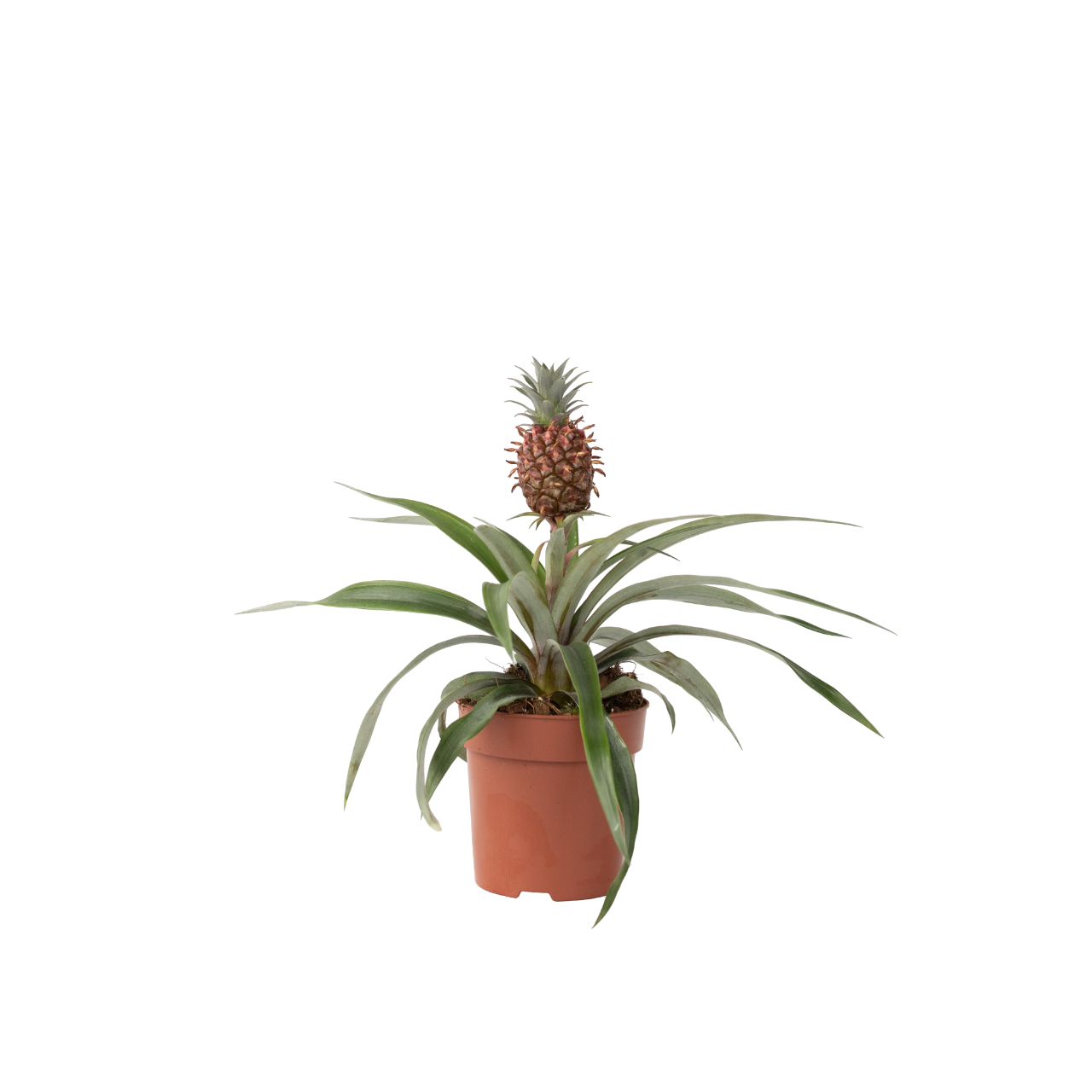 Planta de la Piña - Ananas comosus 'Mi Amigo' - Altura 35-45cm - ⌀12cm | Leroy Merlin