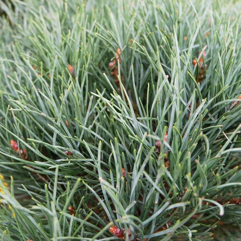 Pin sylvestre Watereri - Pinus sylvestris Watereri 30/35cm Pot 12L ...