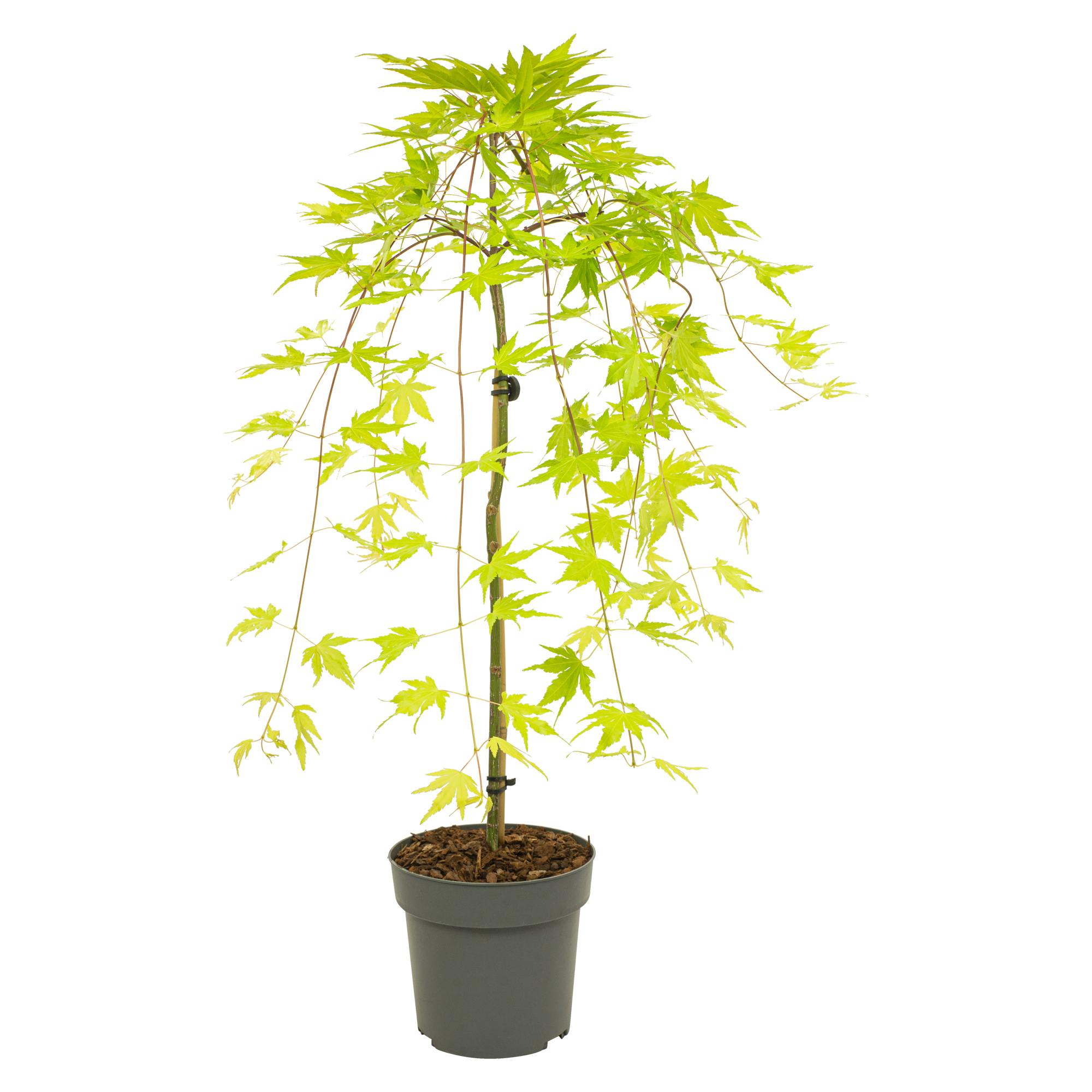 Acer palmatum 'Cascade Gold' - Arce japonés - Maceta 19 cm - Altura 80 ...