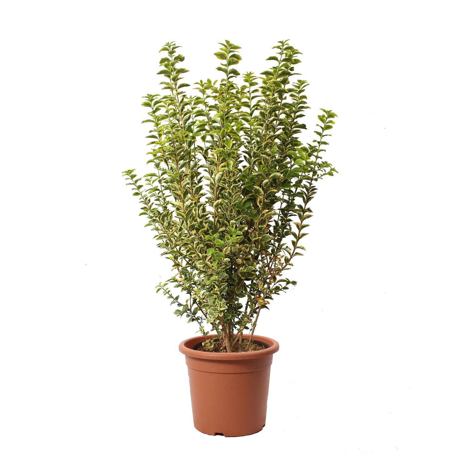 KENTIS - Ligustrum Japonicum Ovalifolium Aurea - Ligustro Piante da ...