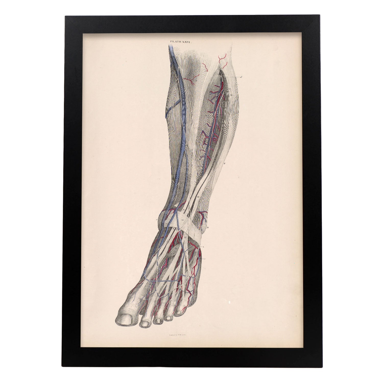 Nacnic Leg Dissection Affiche Illustrations Décoratives De L'anatomie ...