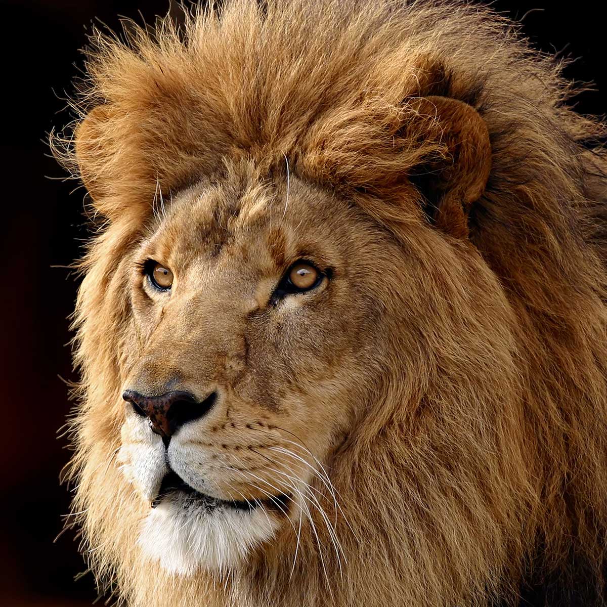 Tableau animaux crinière du roi lion - 50x50 cm | Leroy Merlin