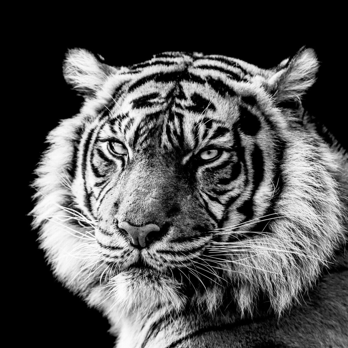 Tableau sur verre portrait de tigre en noir et blanc 30x30 cm | Leroy ...